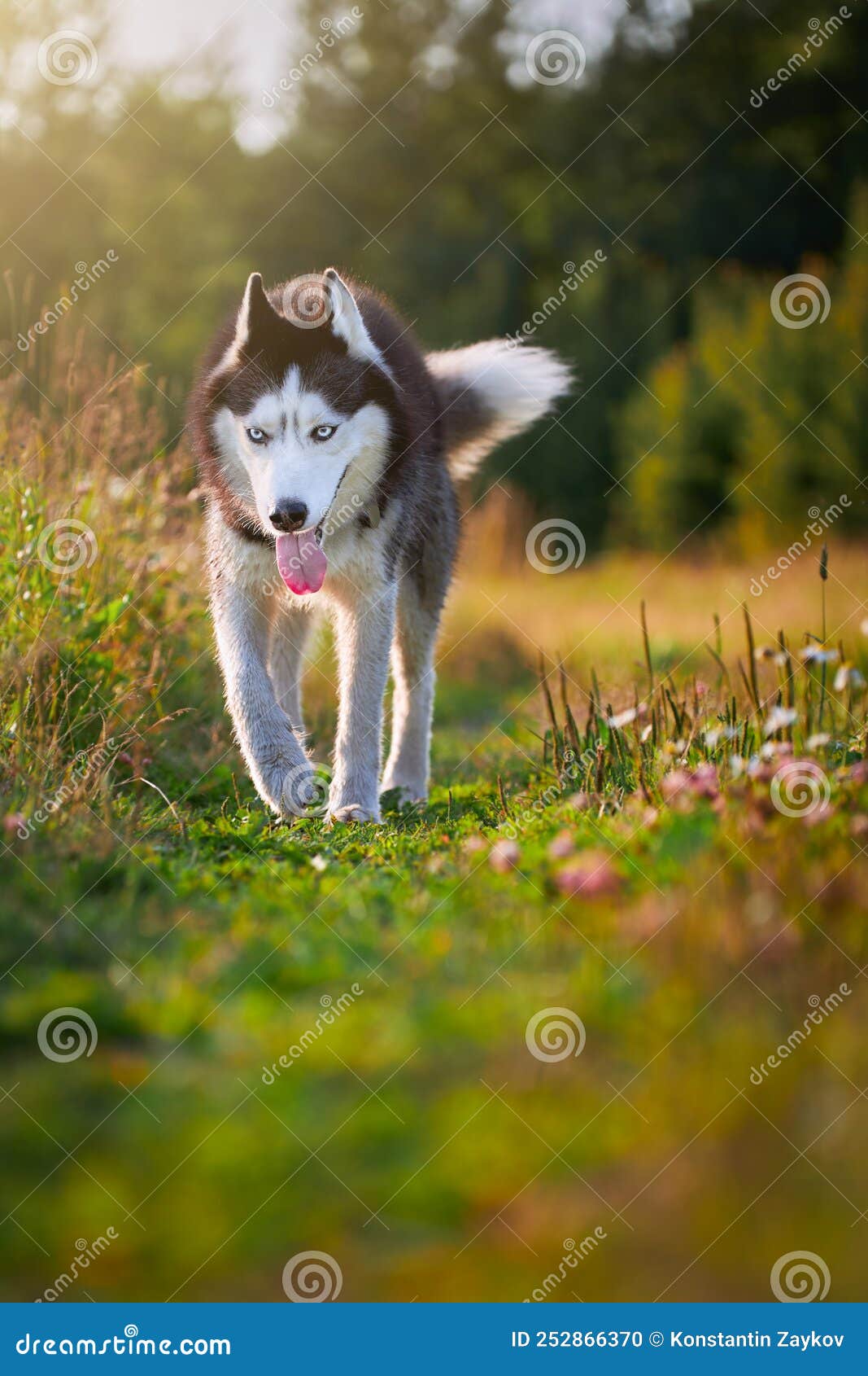 Husky dog on the walk stock photo. Image of portrait - 252866370