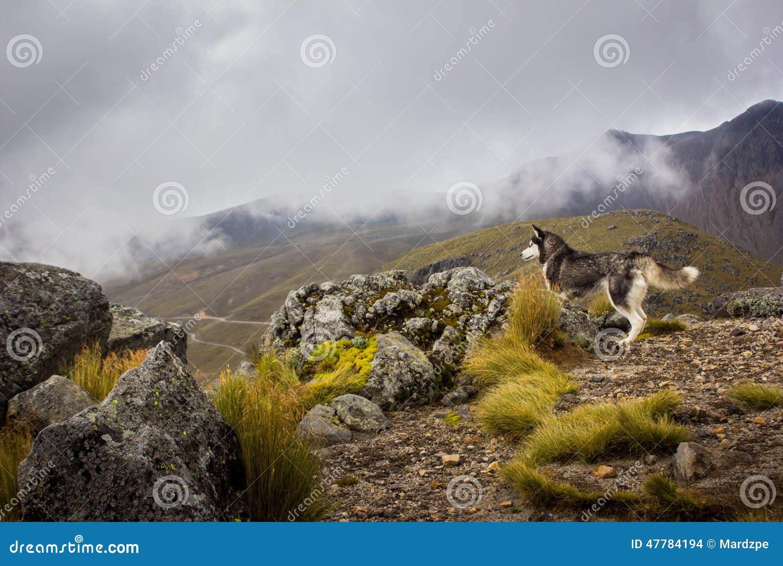 8,932 Husky Landscape Stock Photos - Free & Royalty-Free Stock Photos ...