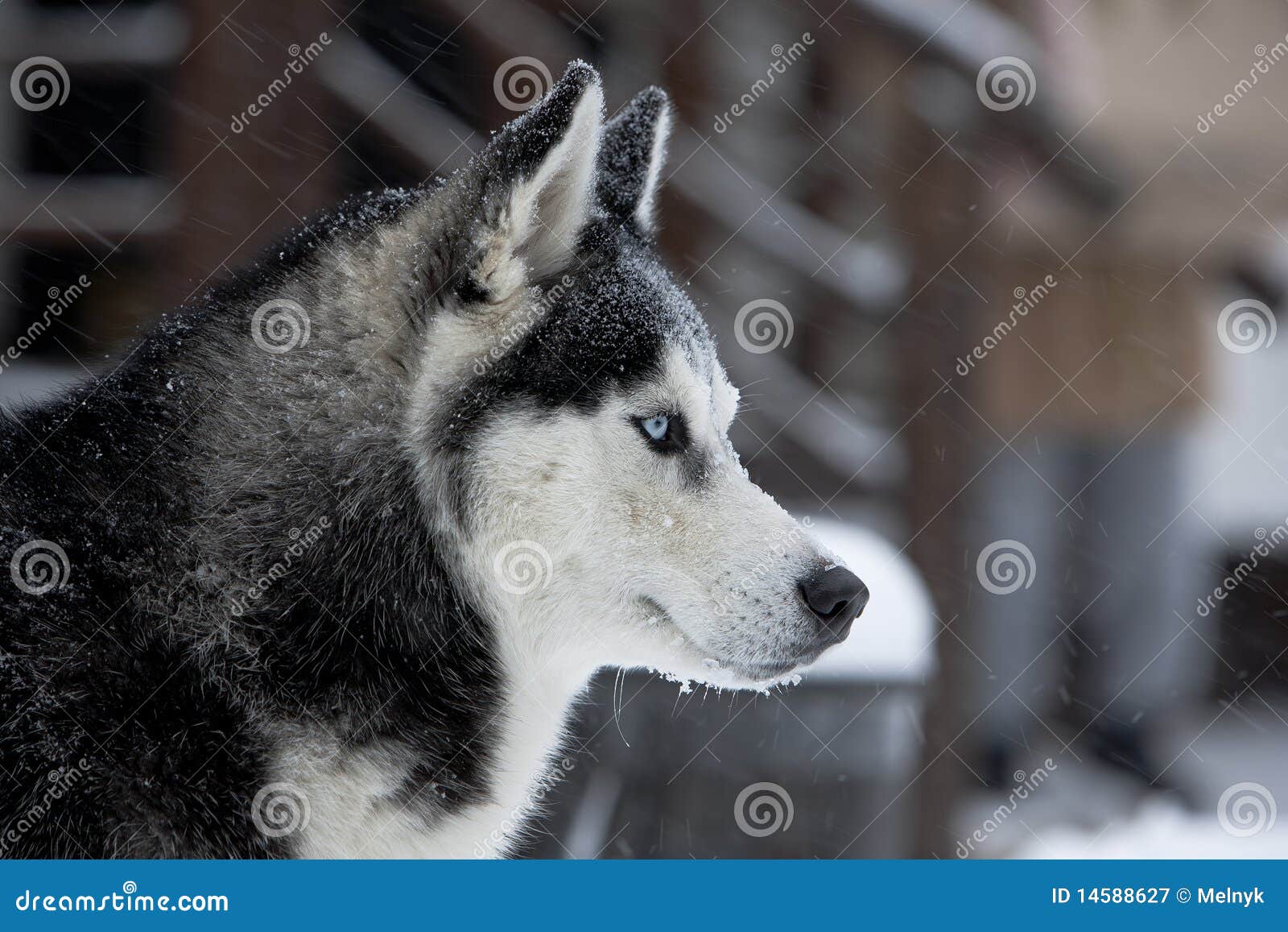Husky dog in winter stock image. Image of north, cold - 14588627