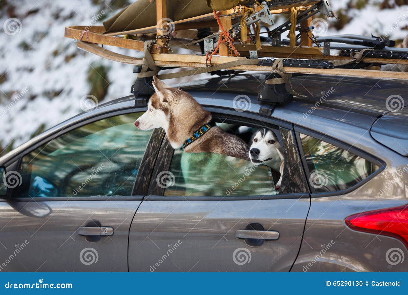 Husky dogs in the car stock photo. Image of active, attitude - 65290130
