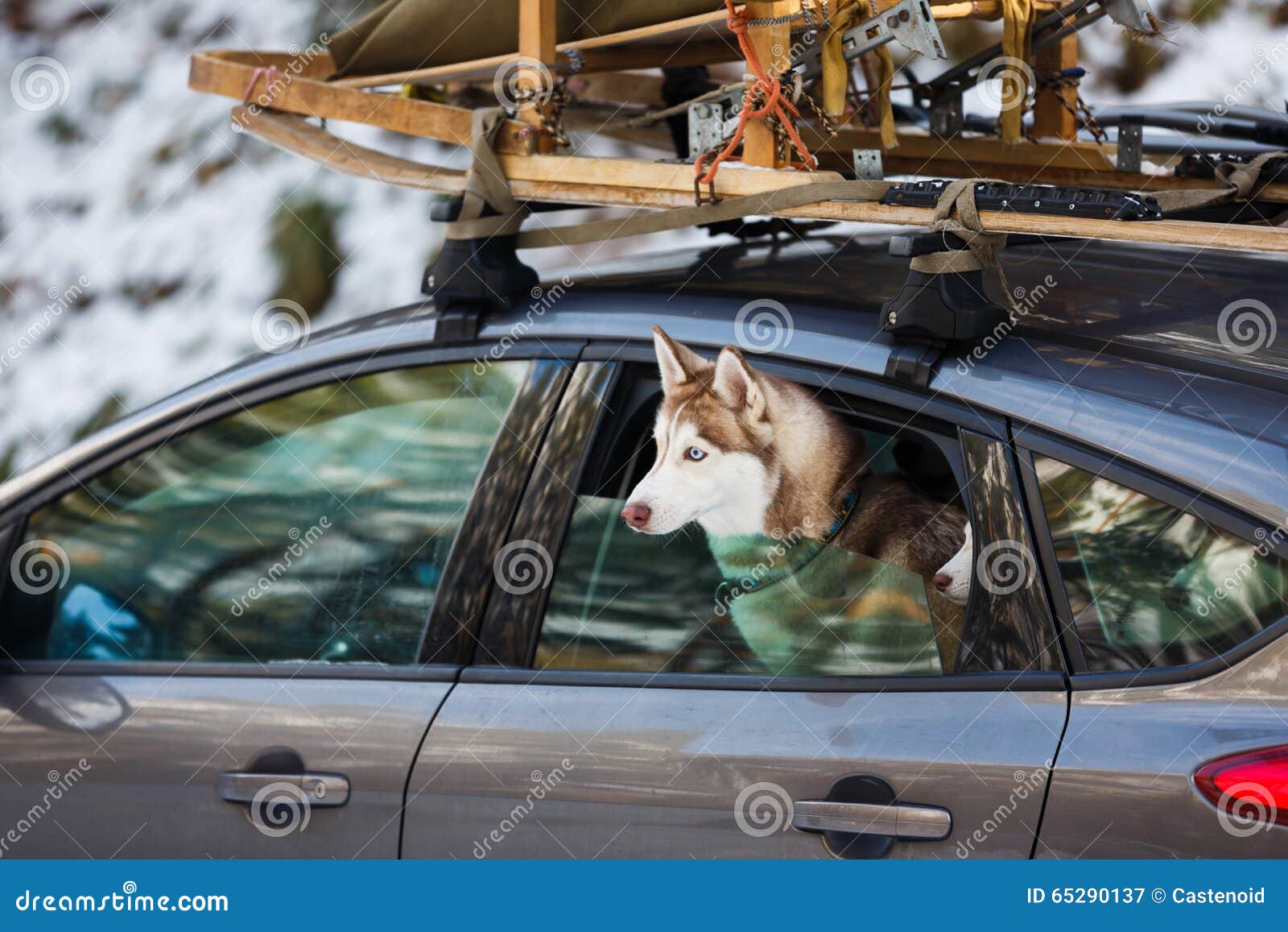 Husky dogs in the car stock image. Image of forest, alaskan - 65290137