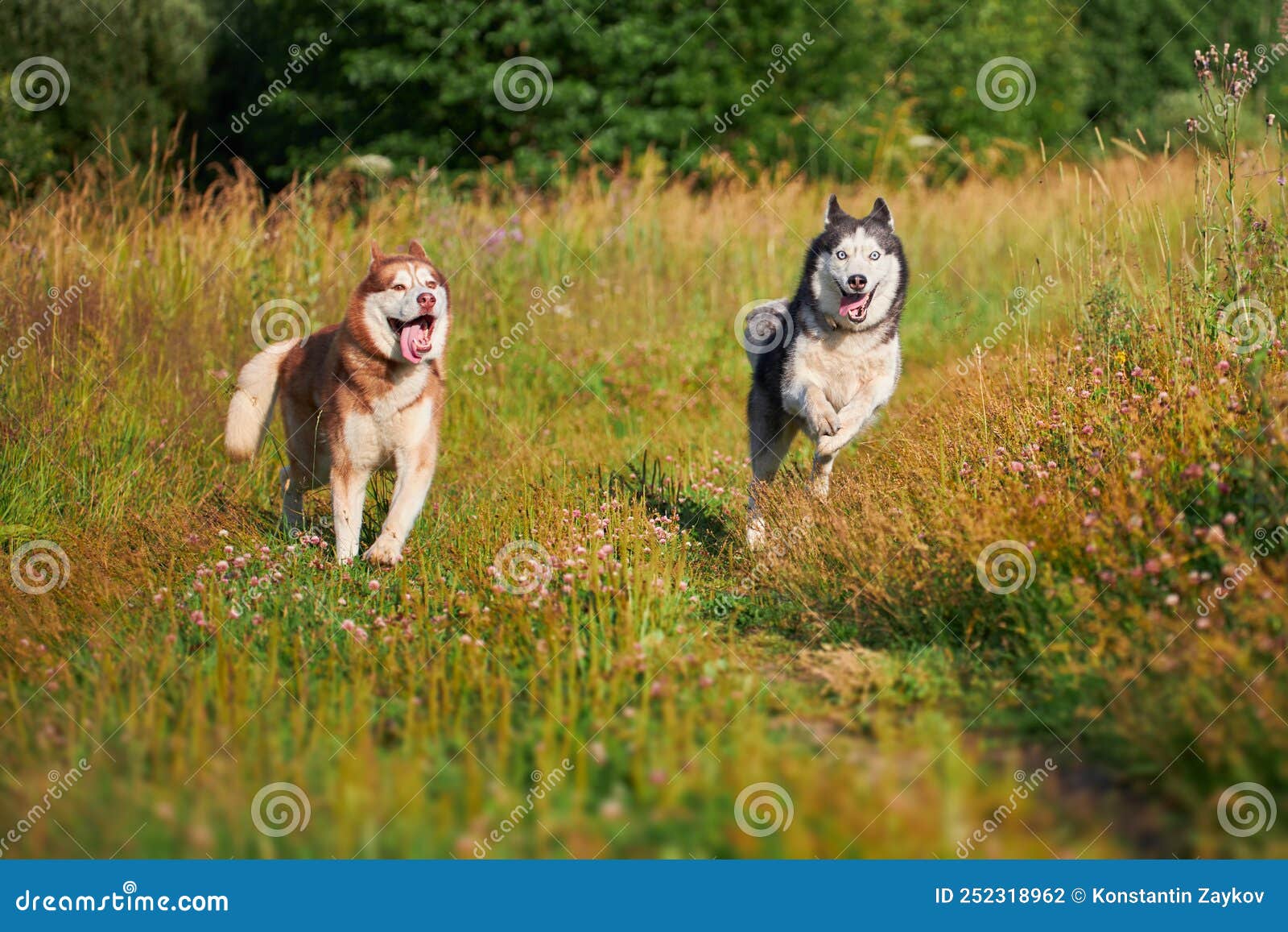 Husky Dogs Have Fun Playing on a Walk in the Park. Husky Dogs Quickly ...