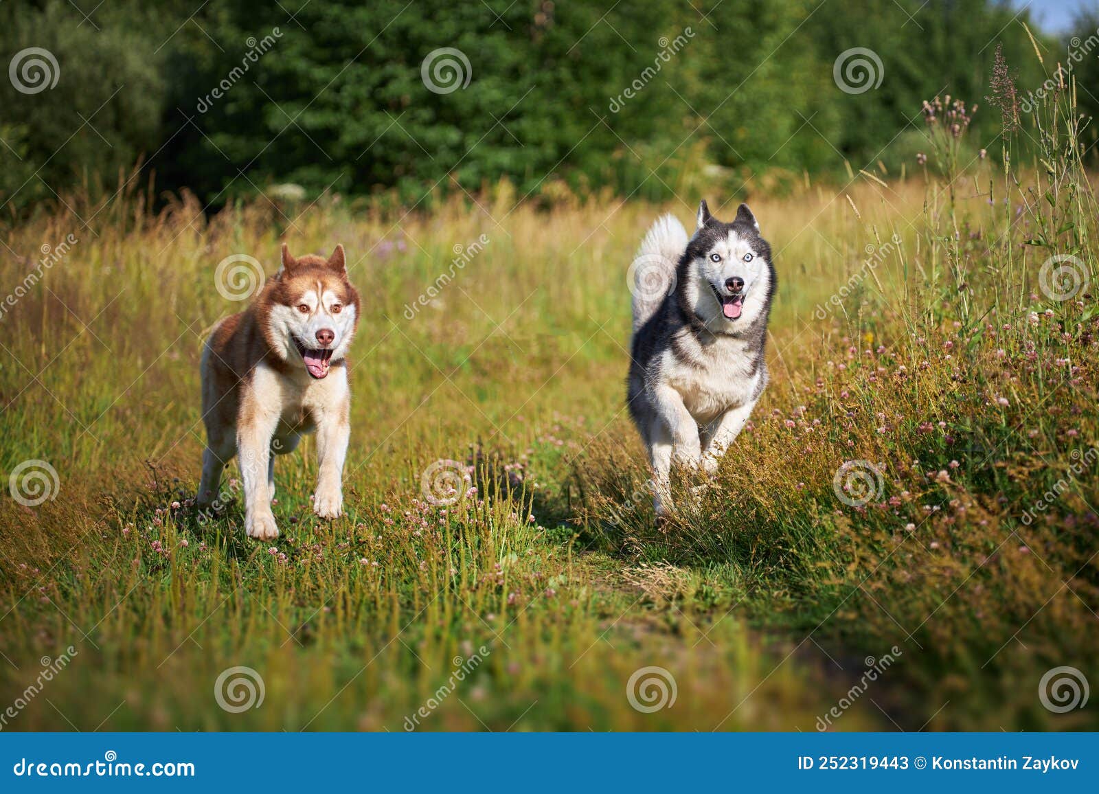 Husky Dogs Have Fun Playing on a Walk in the Park. Husky Dogs Quickly ...