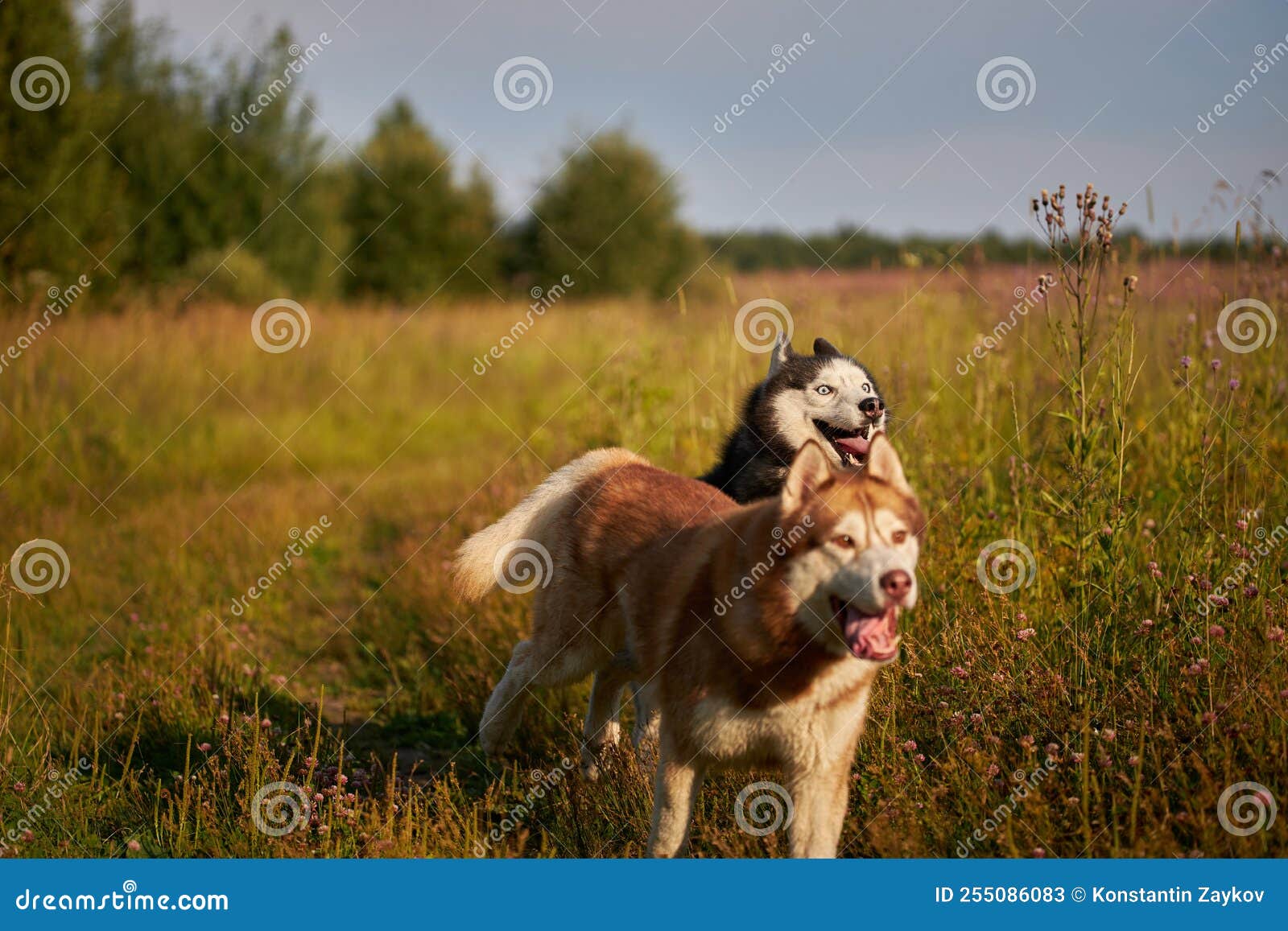 Husky Dogs Have Fun Playing on a Walk in the Park. Husky Dogs Quickly ...
