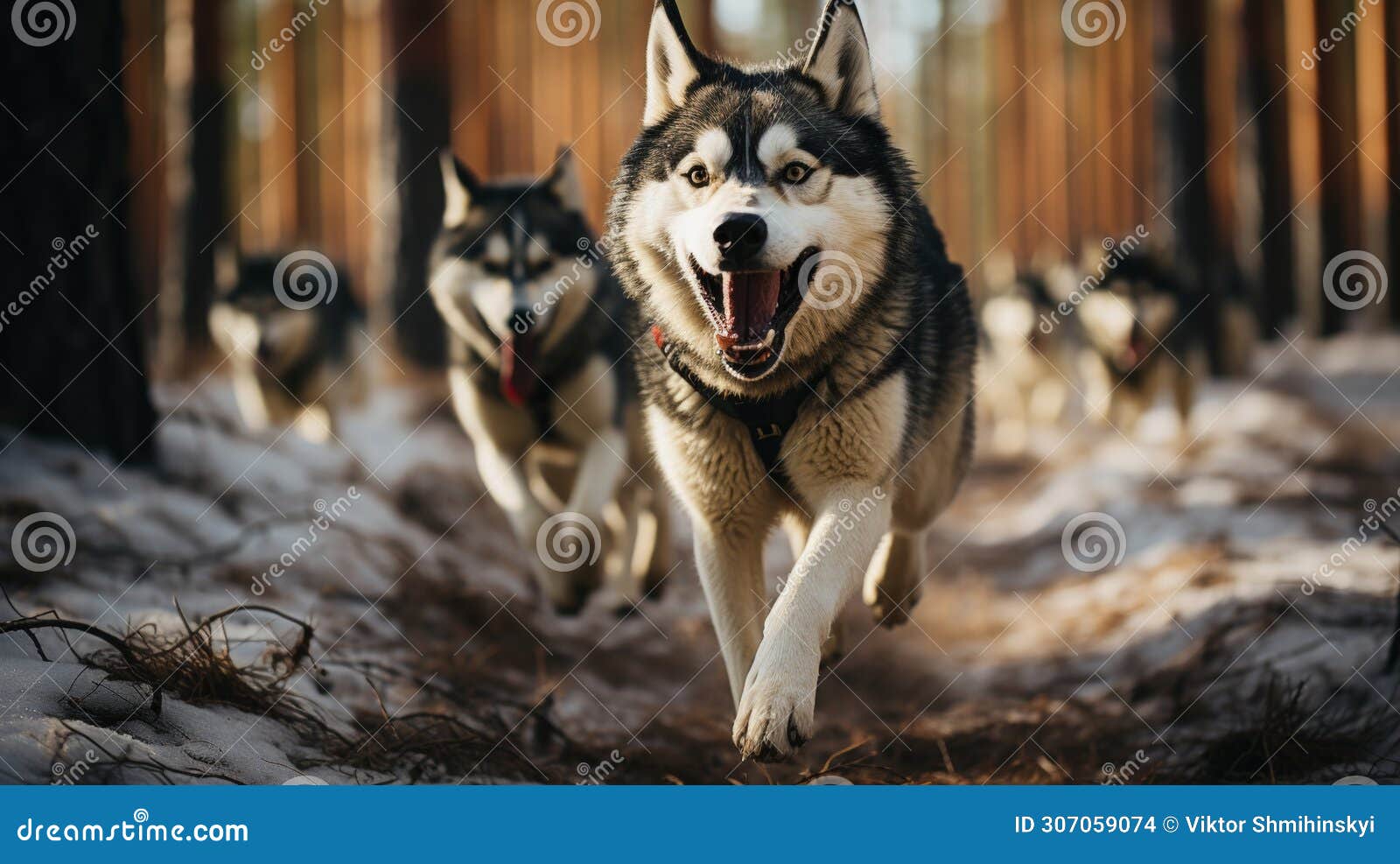 The Huskies Are Pulling Their Sled Up The Snowy Hill Royalty-Free ...