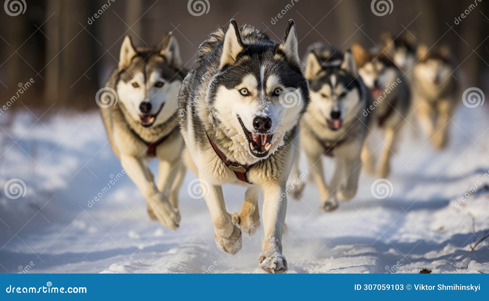 Husky Dogs Pulling a Carriage Stock Illustration - Illustration of ...