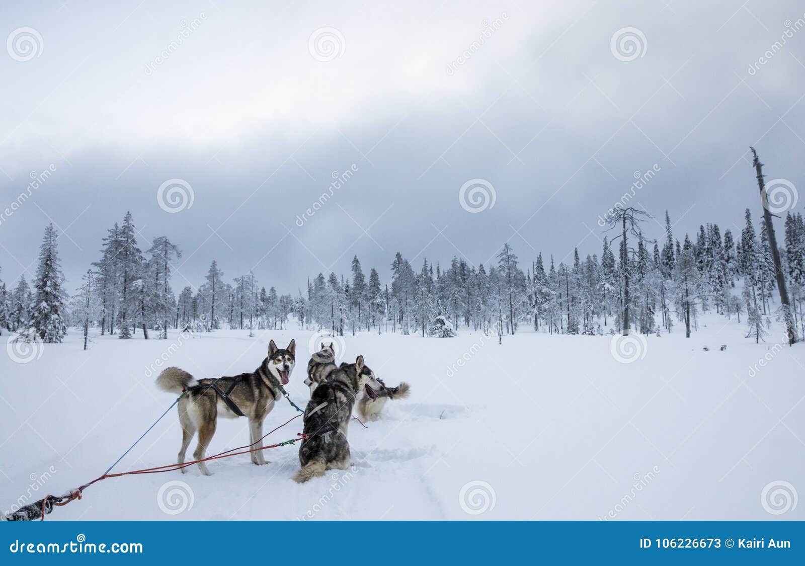 Working Husky Dogs in Arctic Finalnd Stock Image - Image of north, wild ...