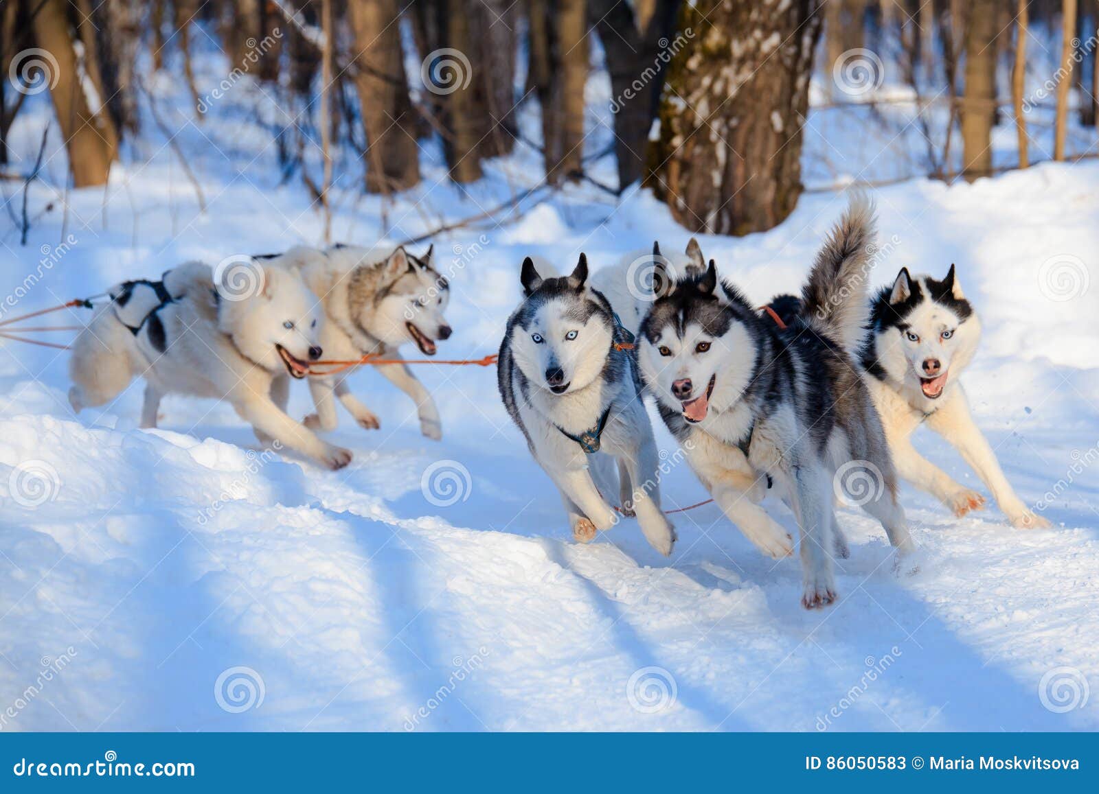 Husky Dogs are Pulling Sledge at Sunny Winter Forest Stock Image ...