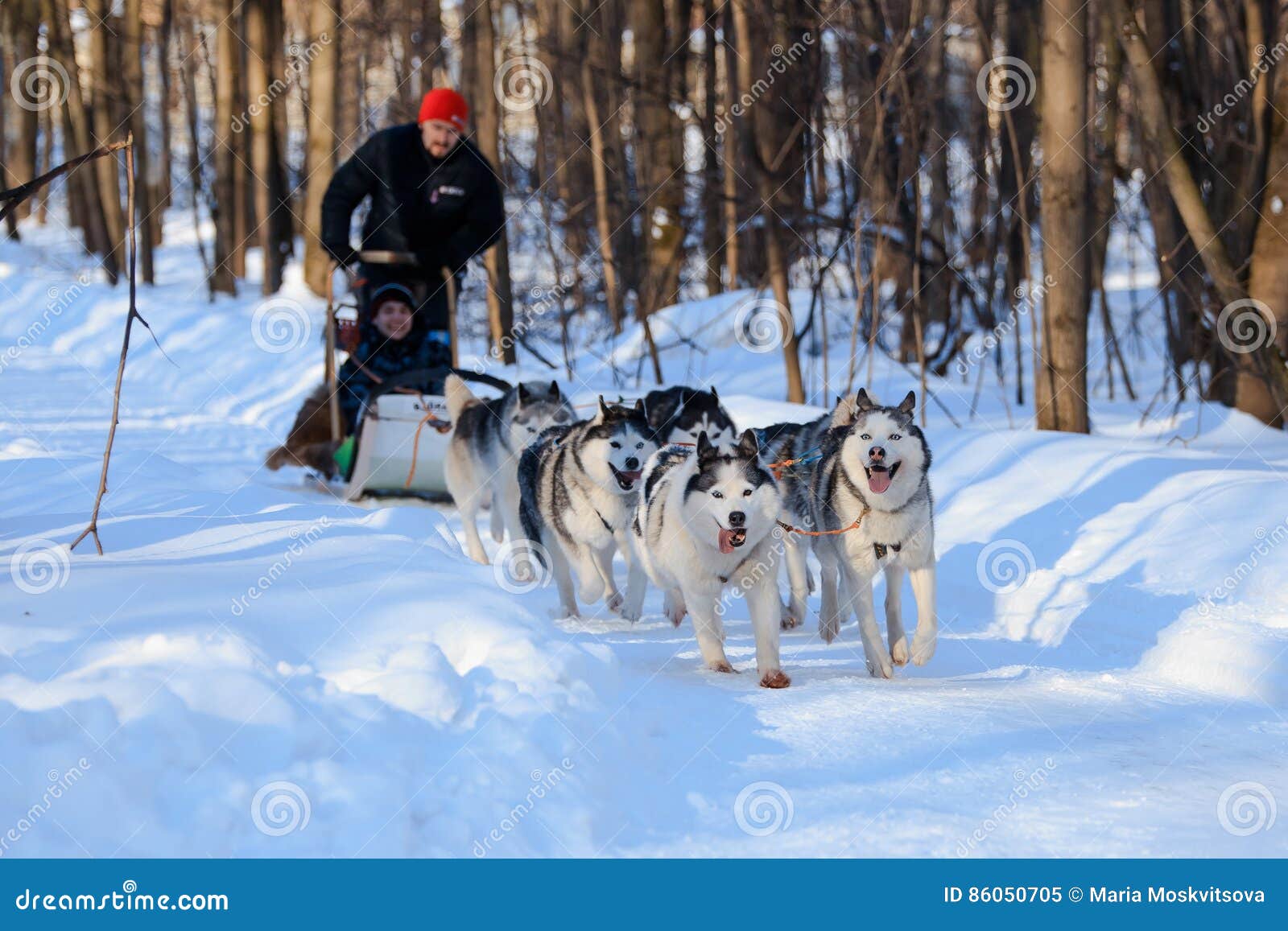 Can 1 Husky Pull Sled