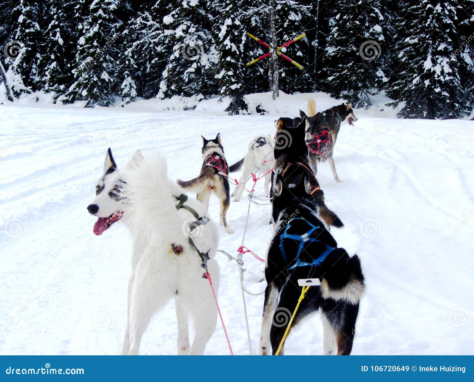 Husky dogs pulling sleigh stock image. Image of snowy - 106720649