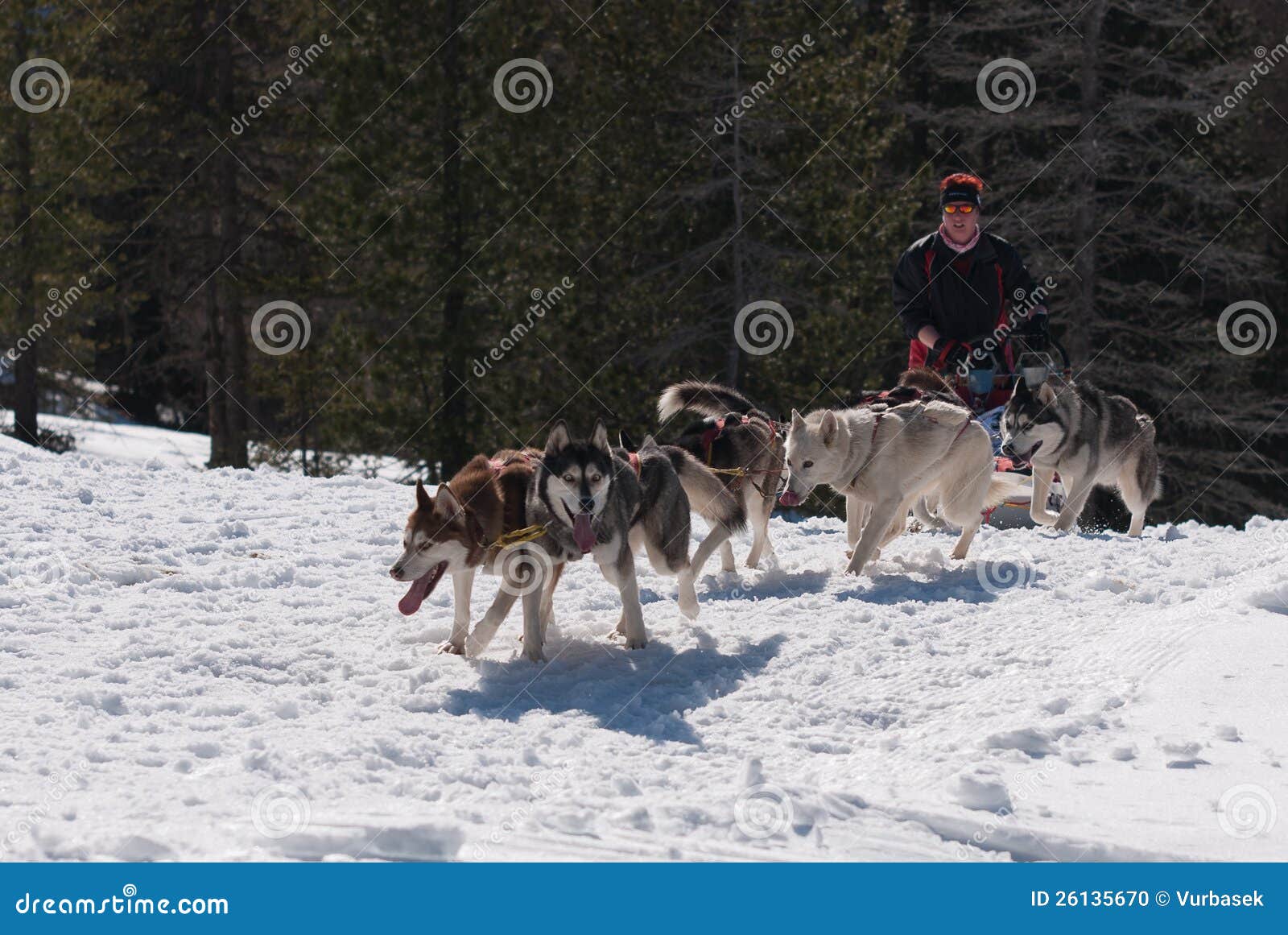 Husky dogsled on trail editorial image. Image of animal - 26135670