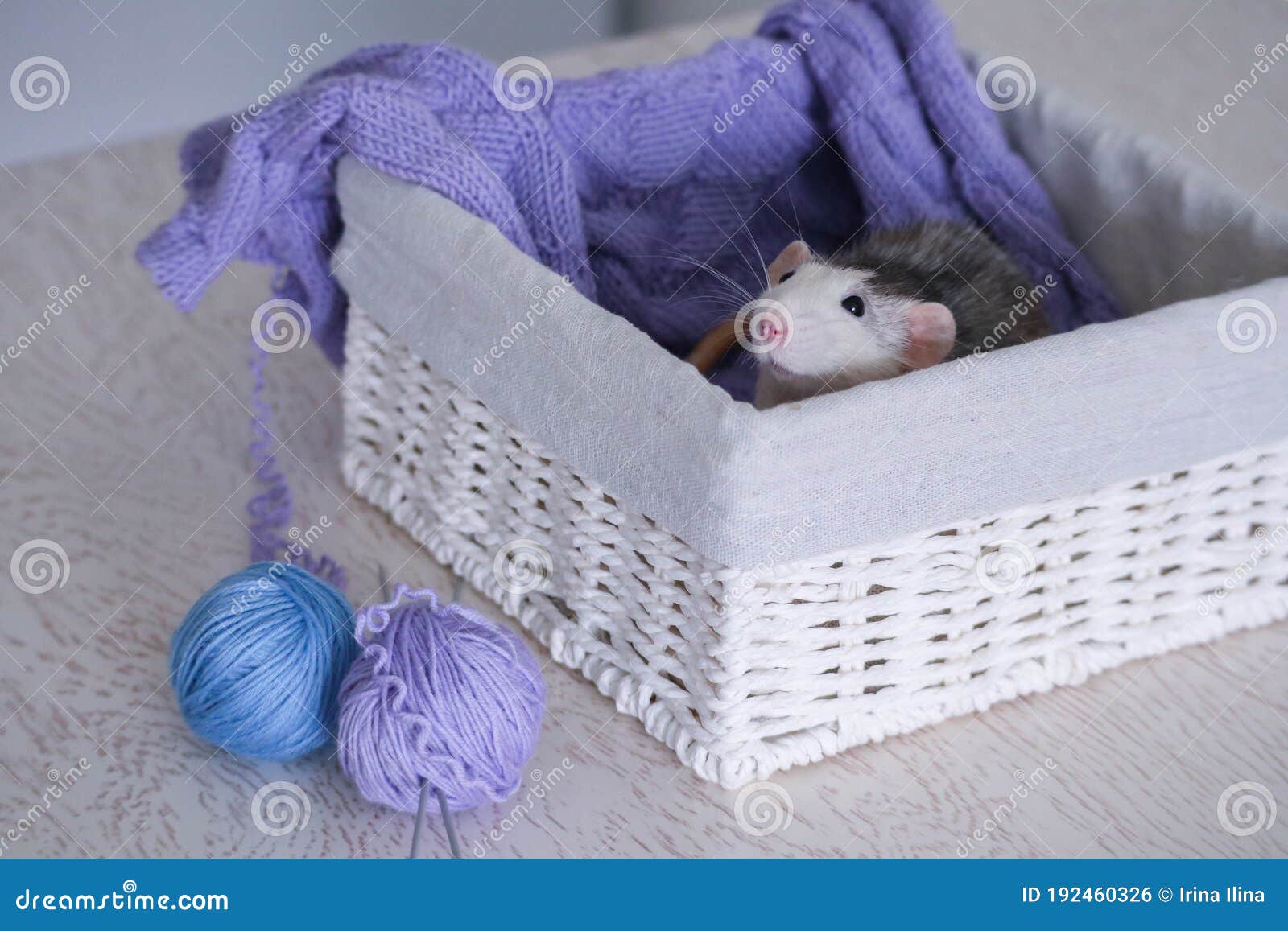 Husky Dumbo Rat with Knitting Stock Photo - Image of blue, black: 192460326