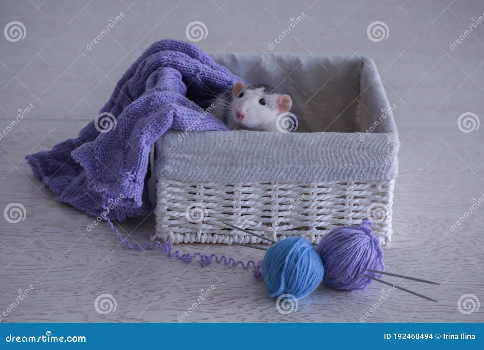 Husky Dumbo Rat with Knitting Stock Photo - Image of knit, fauna: 192460494