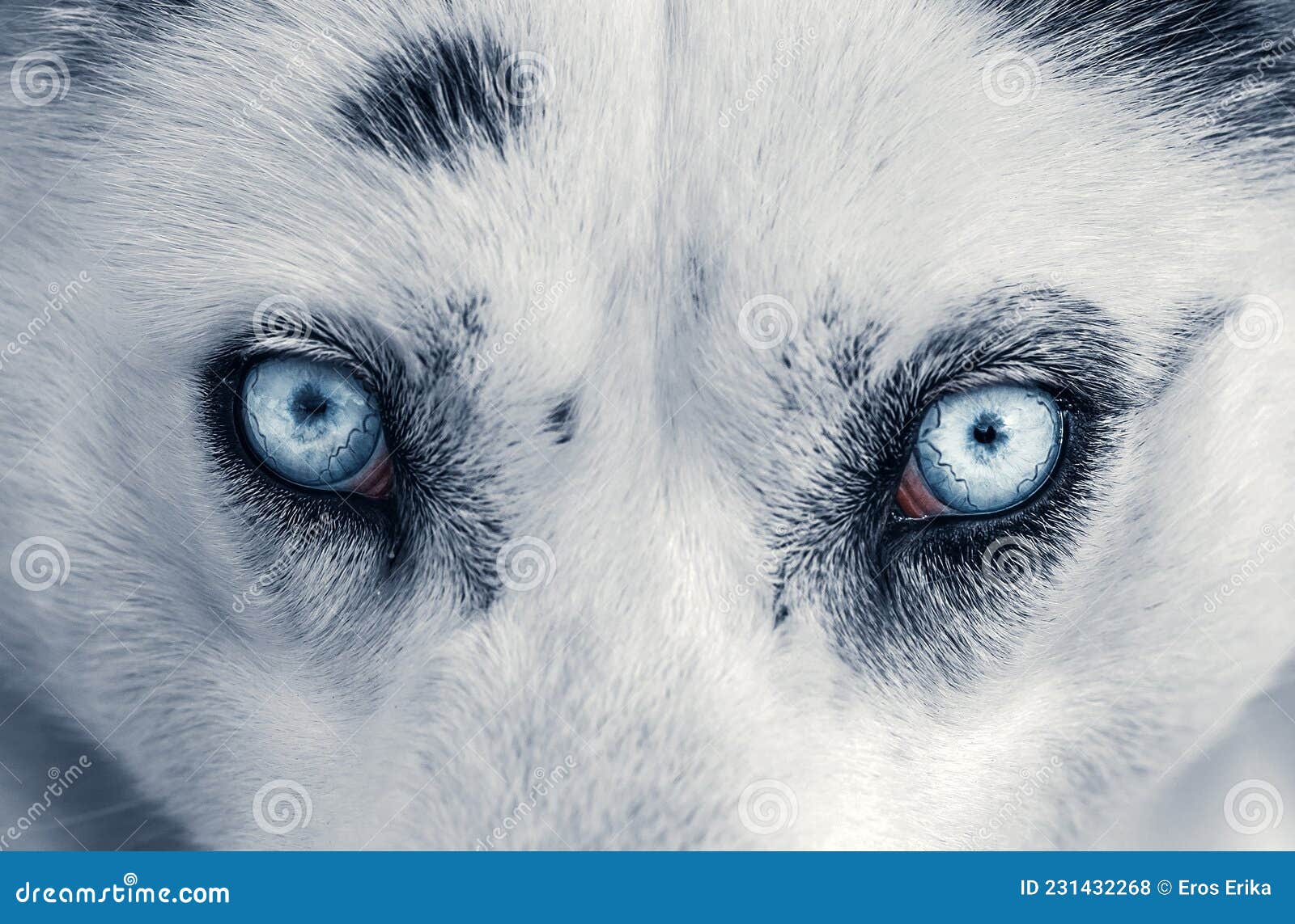 Husky eyes stock photo. Image of pedigreed, breed, beauty - 231432268