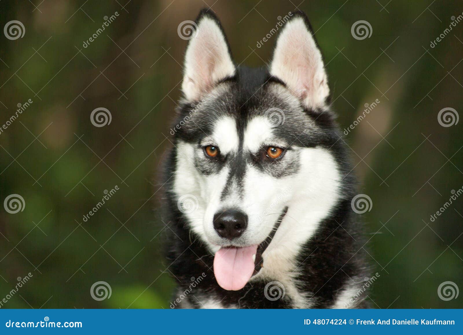 Husky eyes stock photo. Image of purebred, animal, hairy - 48074224