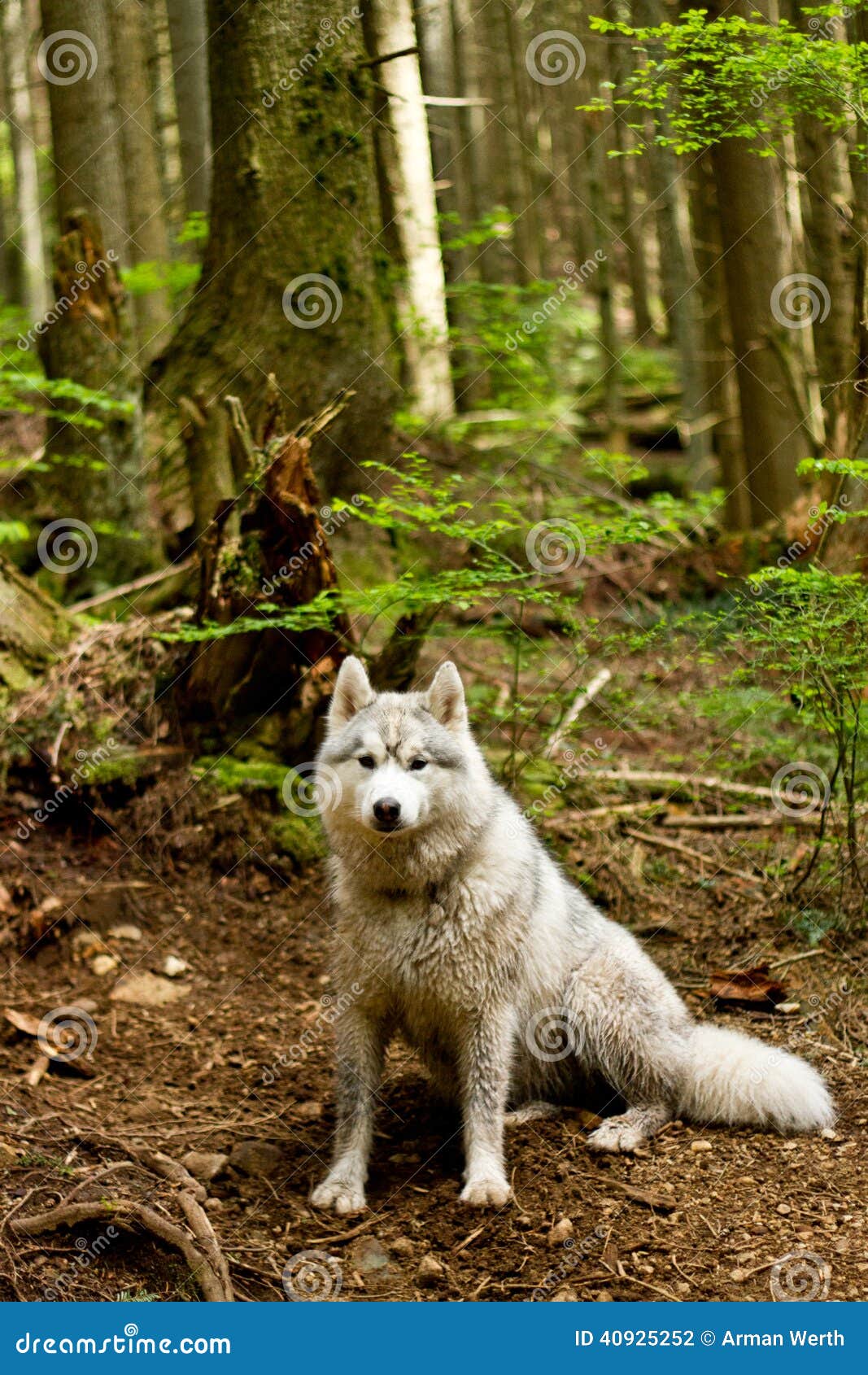 Husky in the forest stock photo. Image of break, husky - 40925252