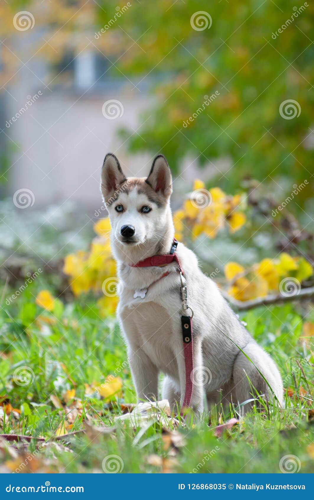 Husky four month puppy stock image. Image of collar - 126868035