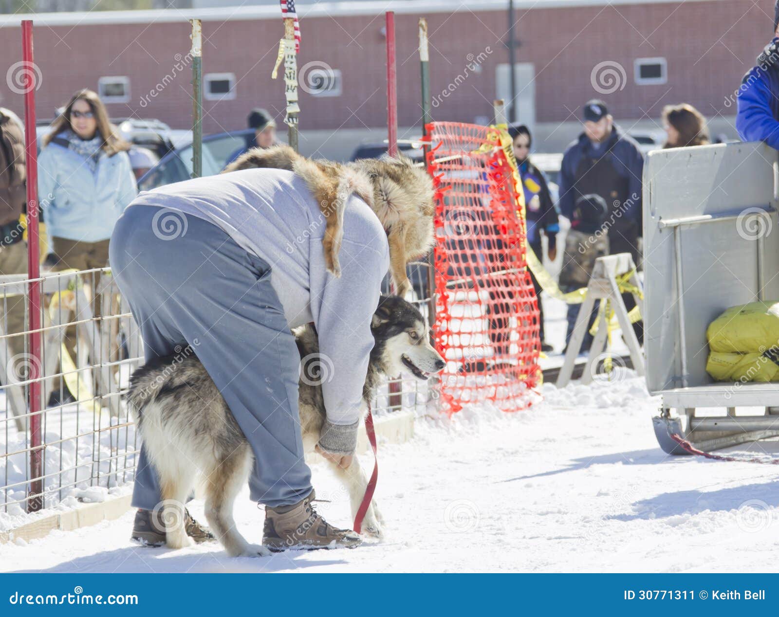 Husky Getting Ready at Dog Pulling Sled Competition Editorial Photo ...