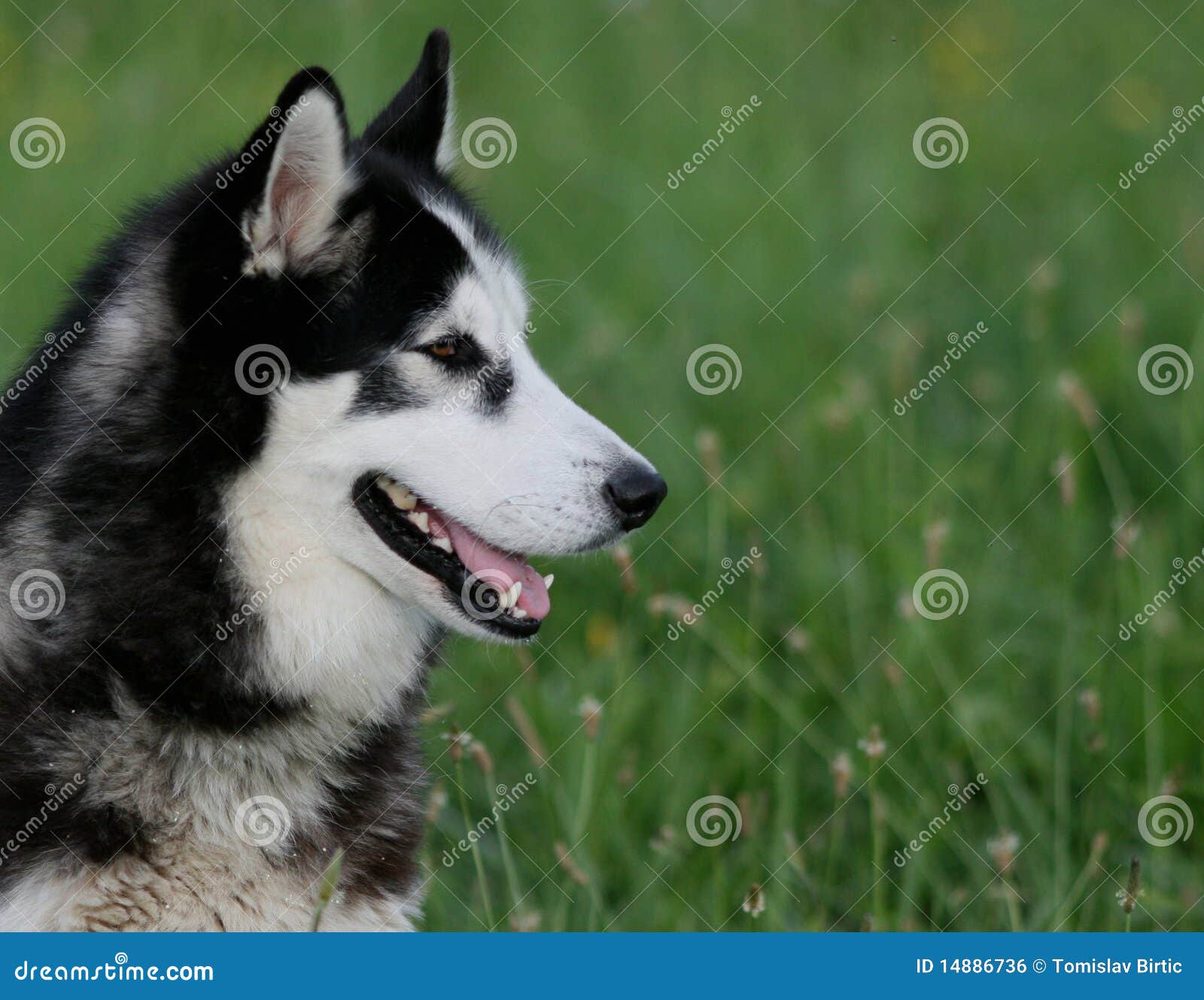 Husky / Head stock photo. Image of black, grass, hound - 14886736