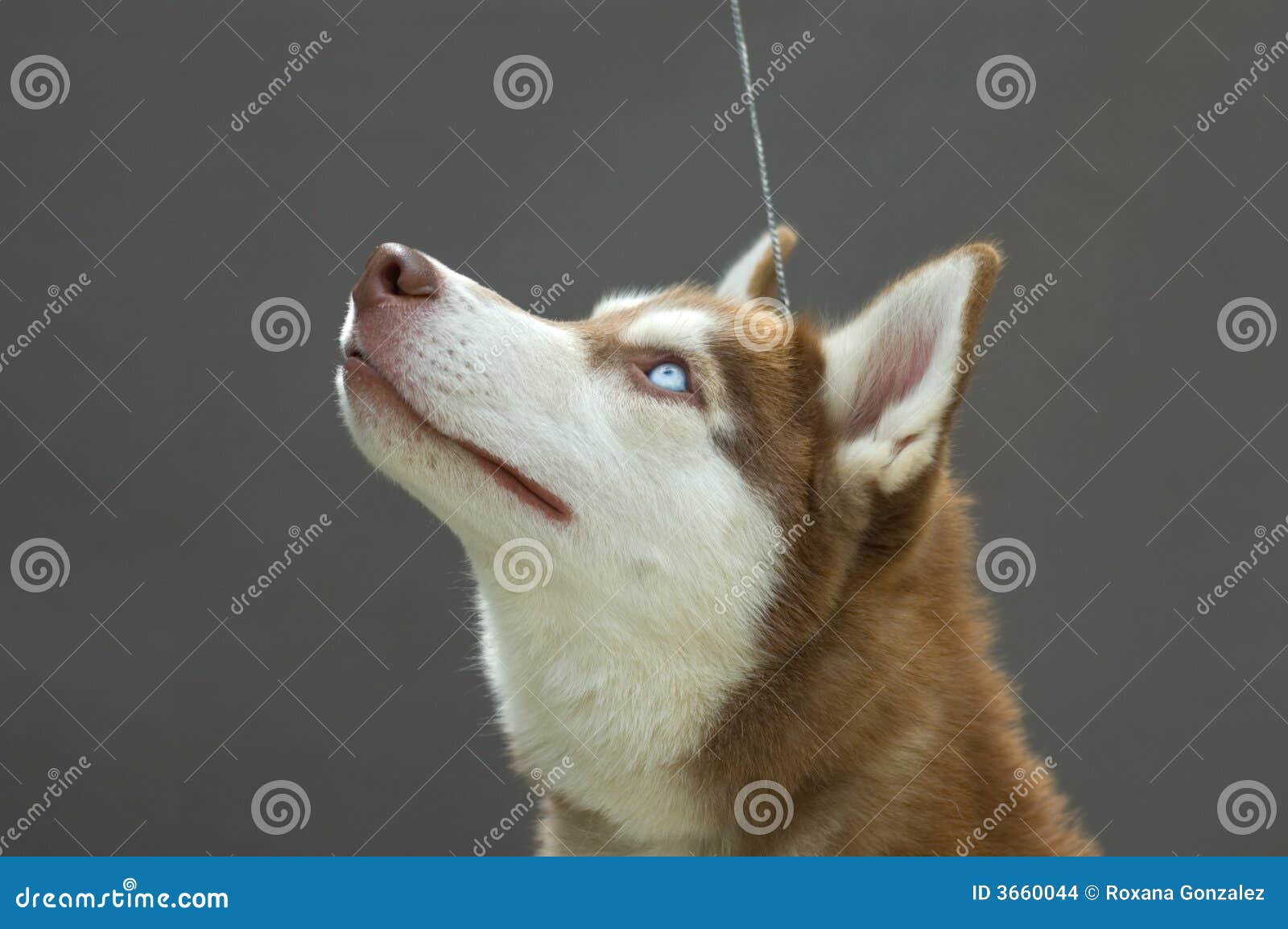 Husky head stock photo. Image of friend, ears, look, secure - 3660044