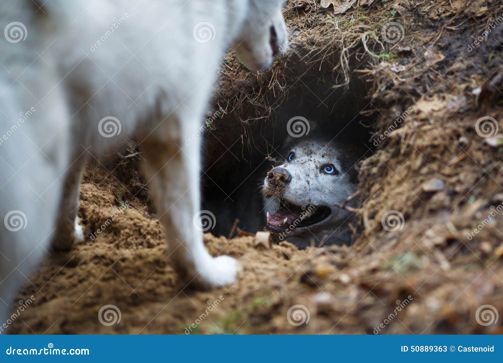 Husky in a hole stock image. Image of outside, mutt, eyes - 50889363