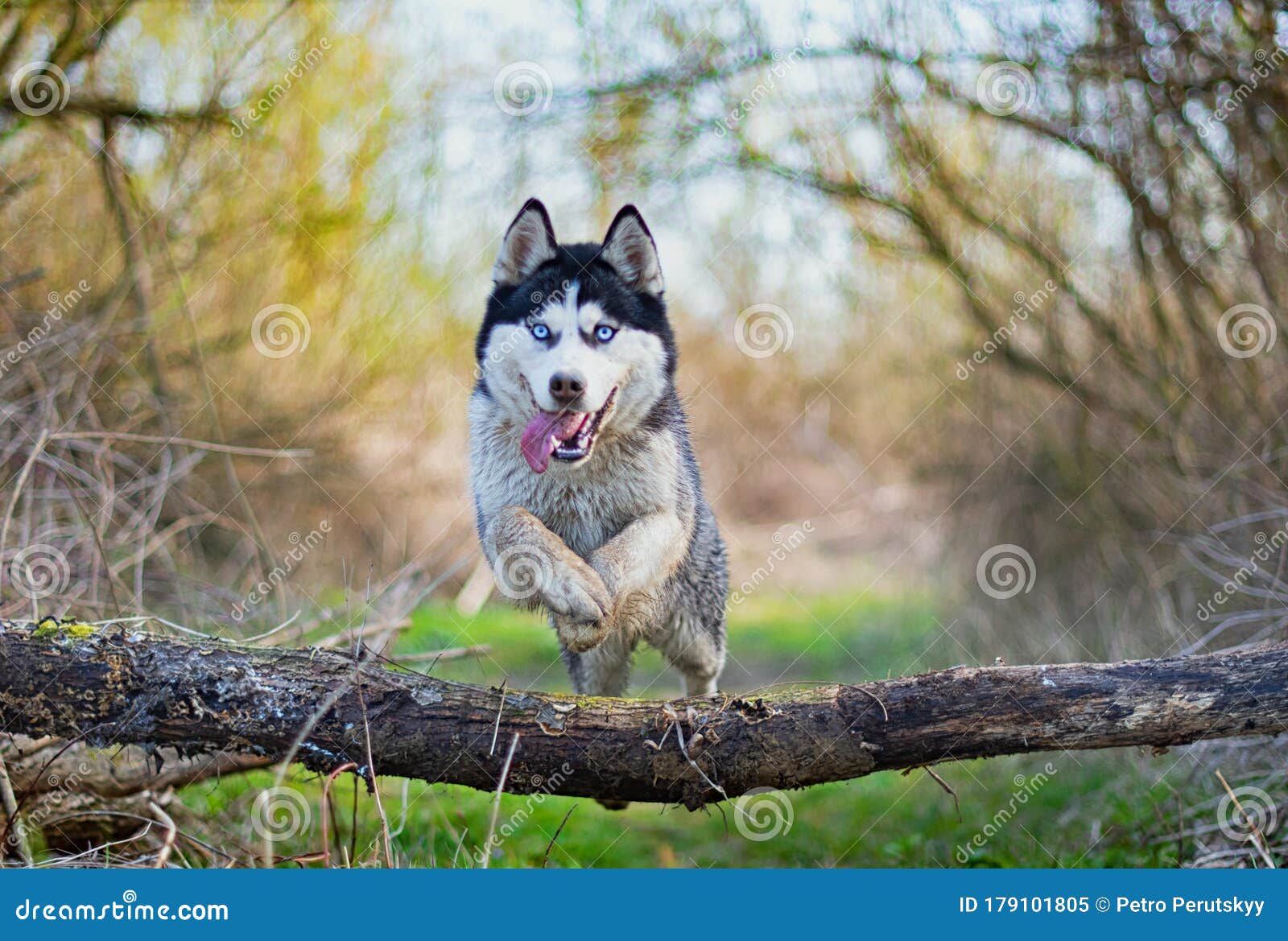 Husky jumping stock image. Image of active, breed, cute - 179101805