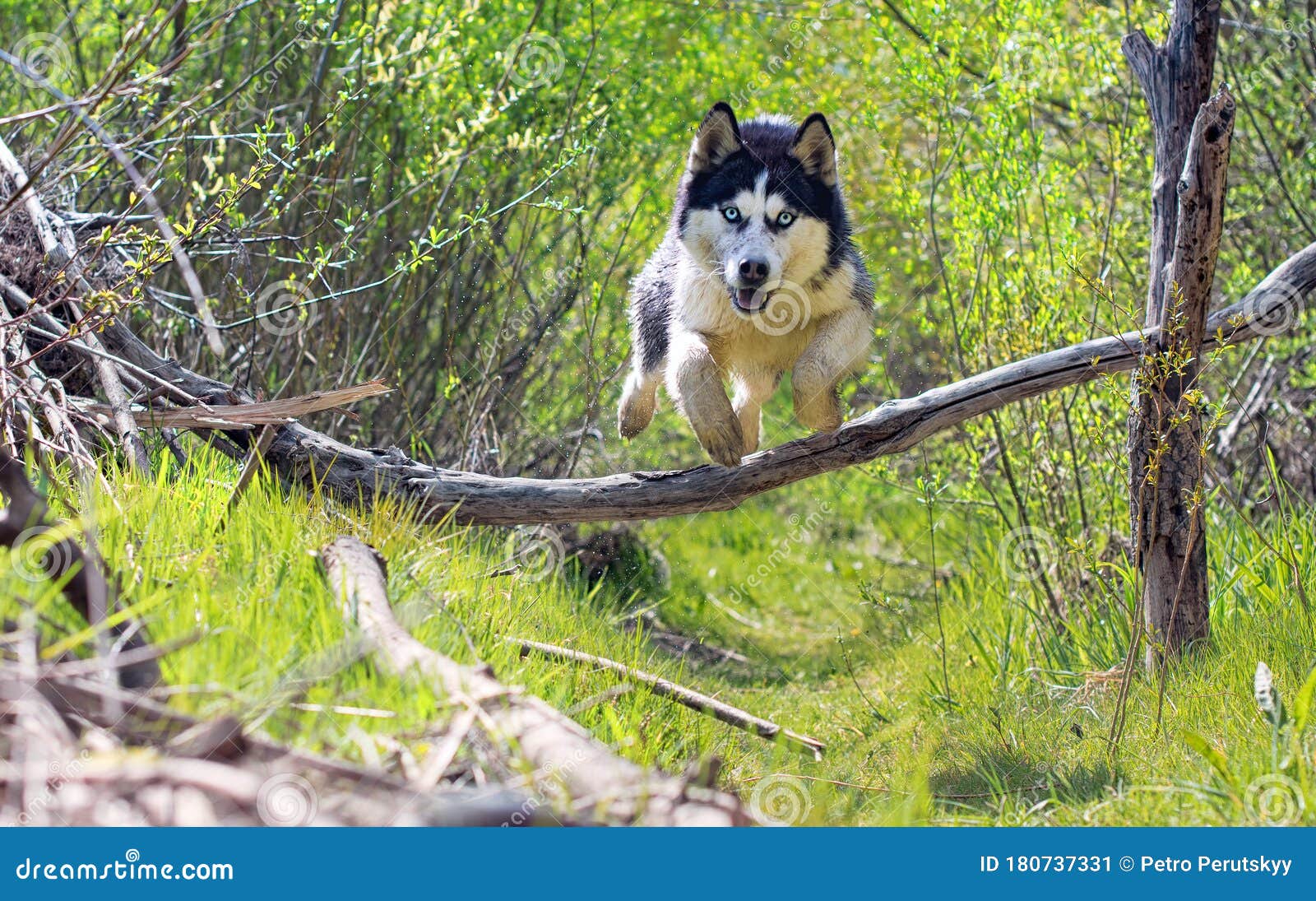 Husky jumping stock image. Image of canine, active, brown - 180737331