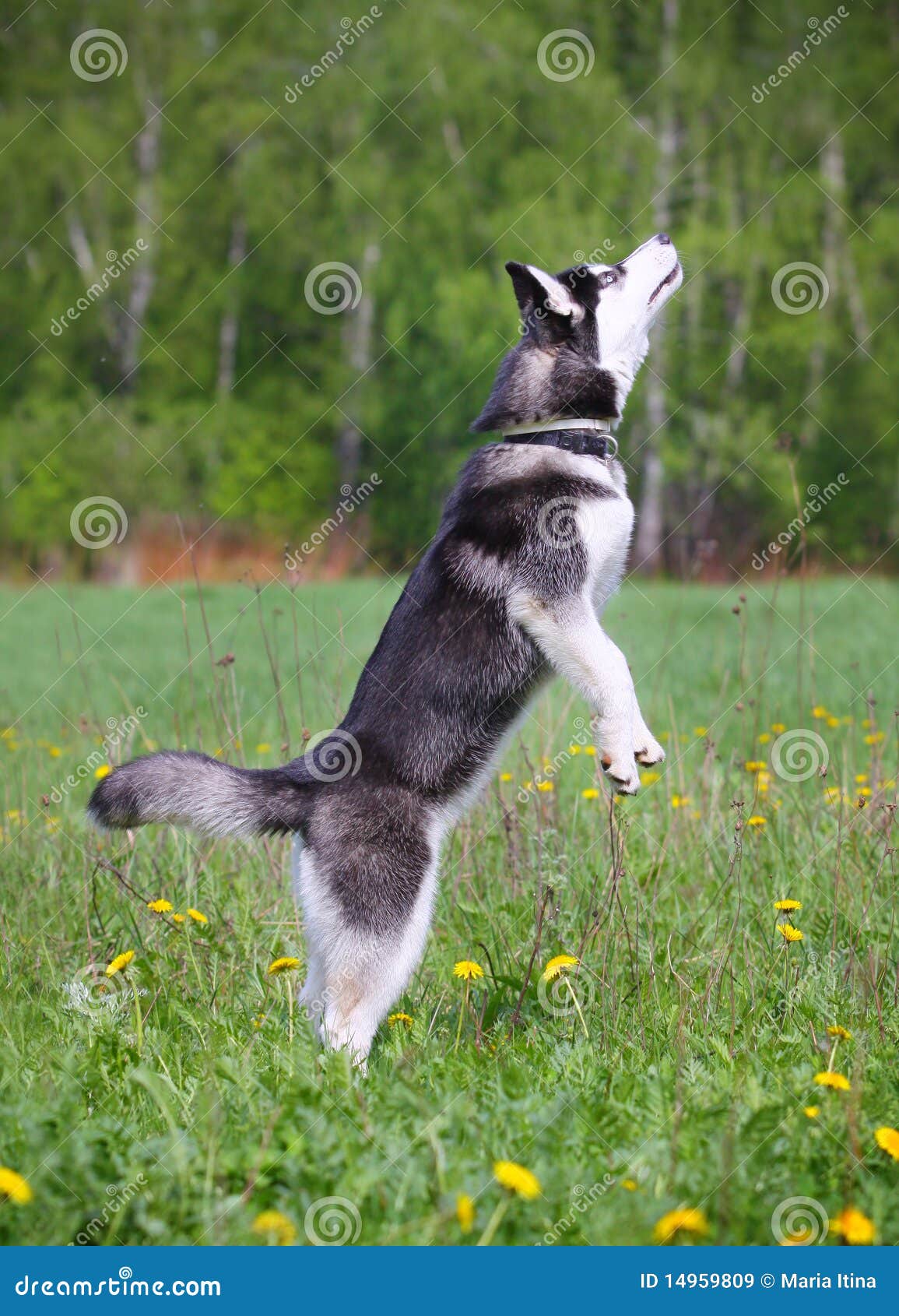 Husky jumps stock image. Image of excitement, jump, crazy - 14959809