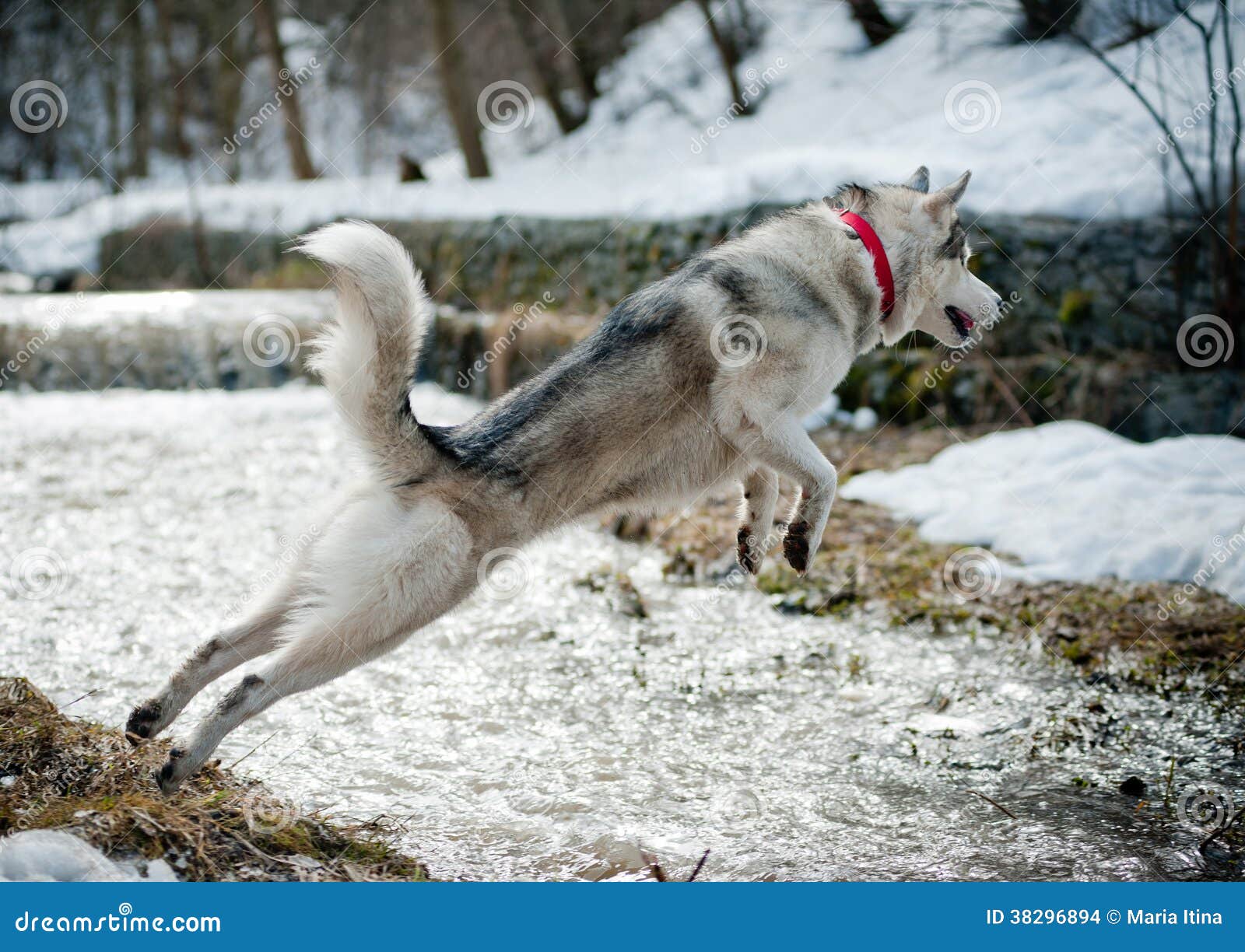 Husky jumps stock photo. Image of open, grass, playing - 38296894