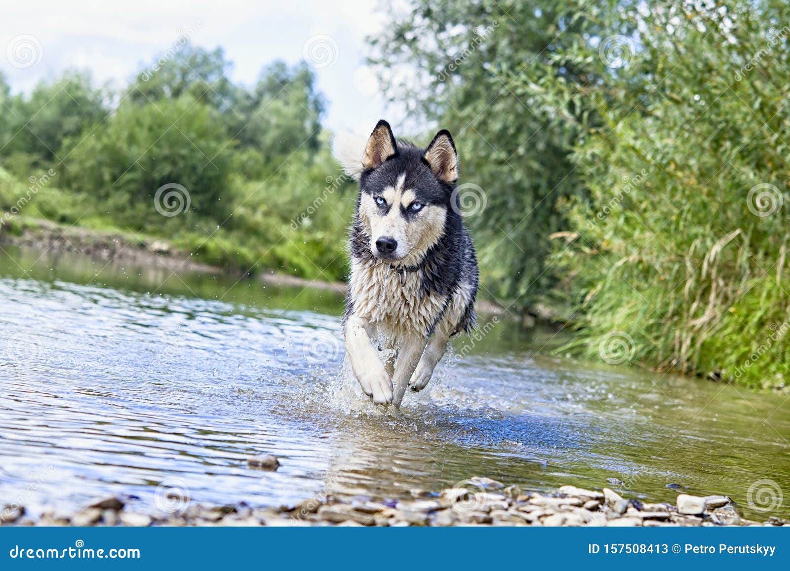 Husky on lake stock image. Image of river, eyes, cute - 157508413