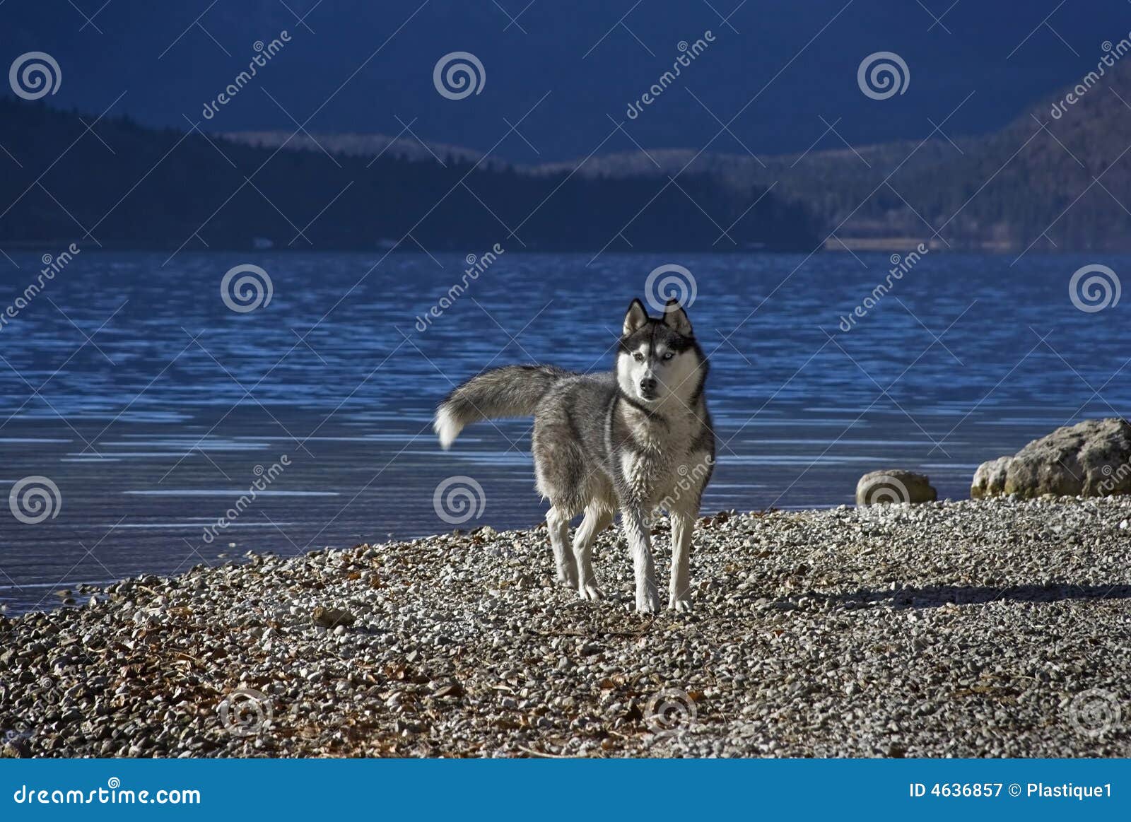 Husky on a lakeshore stock image. Image of lake, wolfish - 4636857