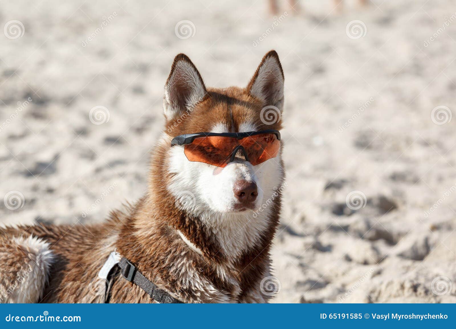 Husky Laying in Sun Glasses on Sand Stock Image - Image of friendship ...