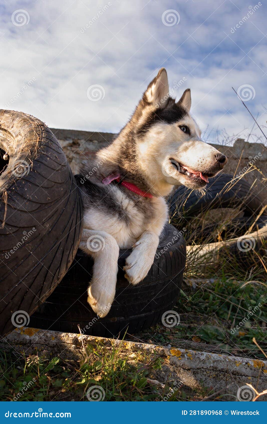 Husky laying on a tire stock photo. Image of domestic - 281890968