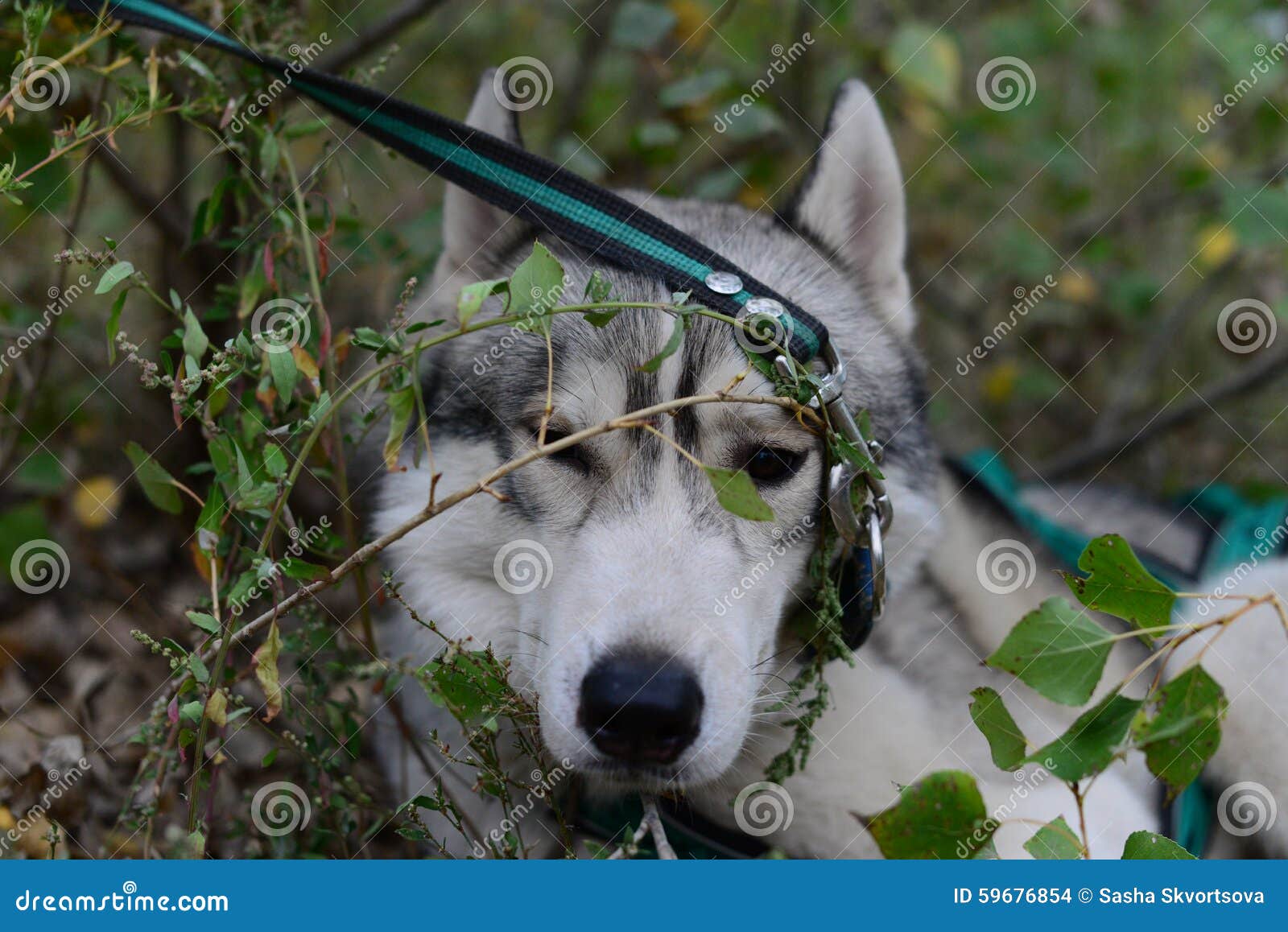 Husky on a leash stock photo. Image of sled, branches - 59676854