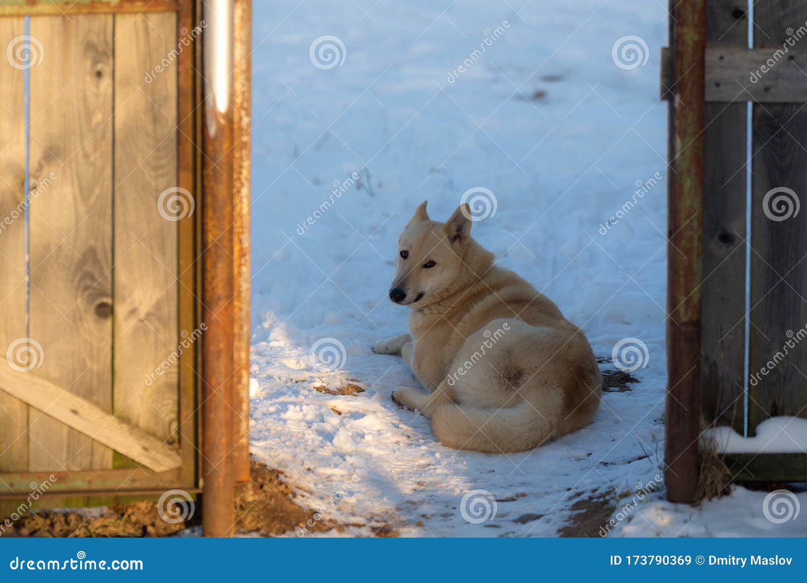 Husky lies at the gate stock image. Image of husky, cute - 173790369