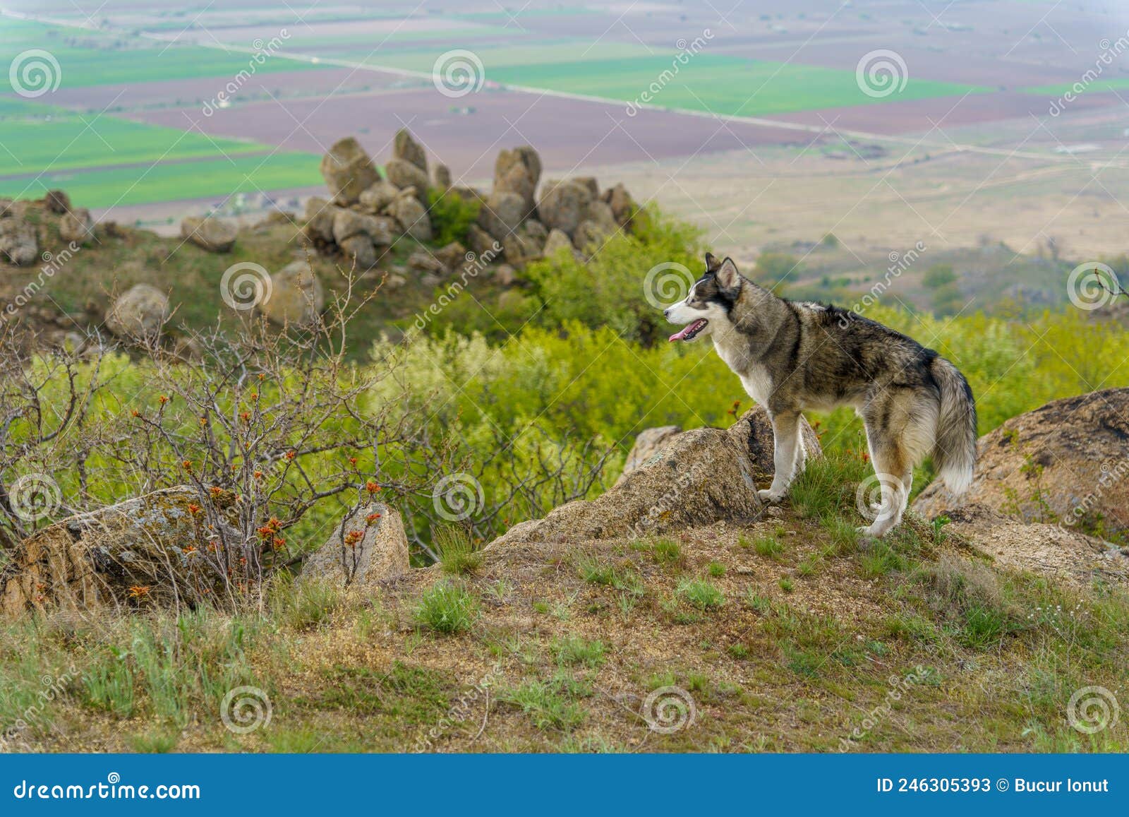 Husky life stock image. Image of sports, meadow, husky - 246305393
