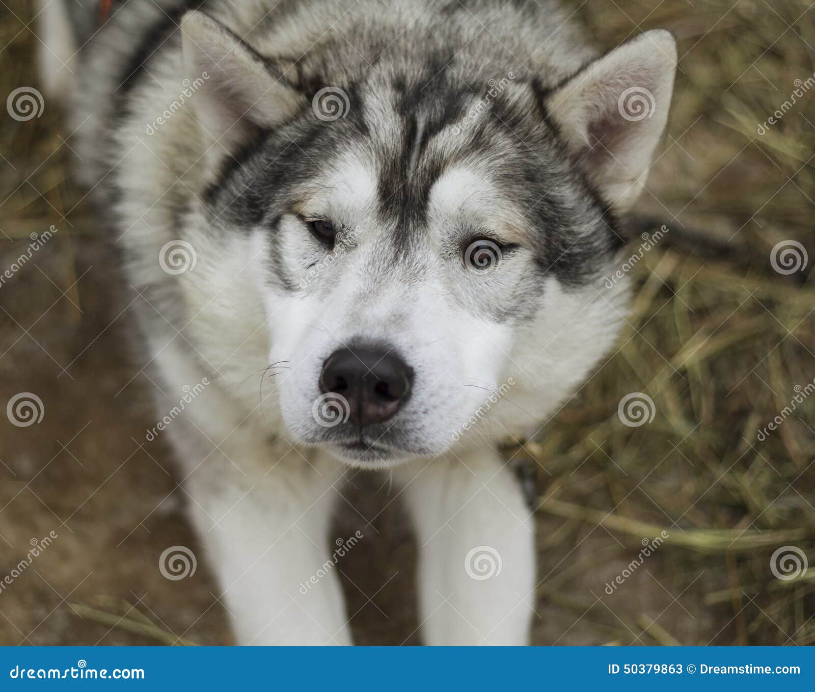 Husky - Look from the Height Stock Image - Image of height, husky: 50379863