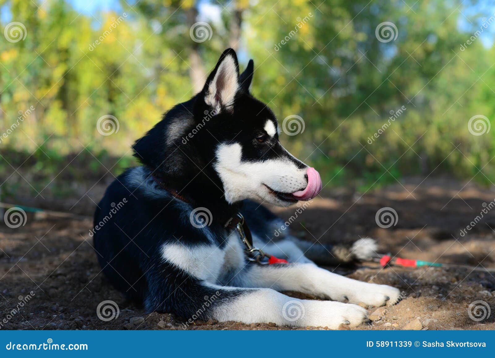 Husky Lying Rest before the Race Stock Image - Image of earth, lying ...