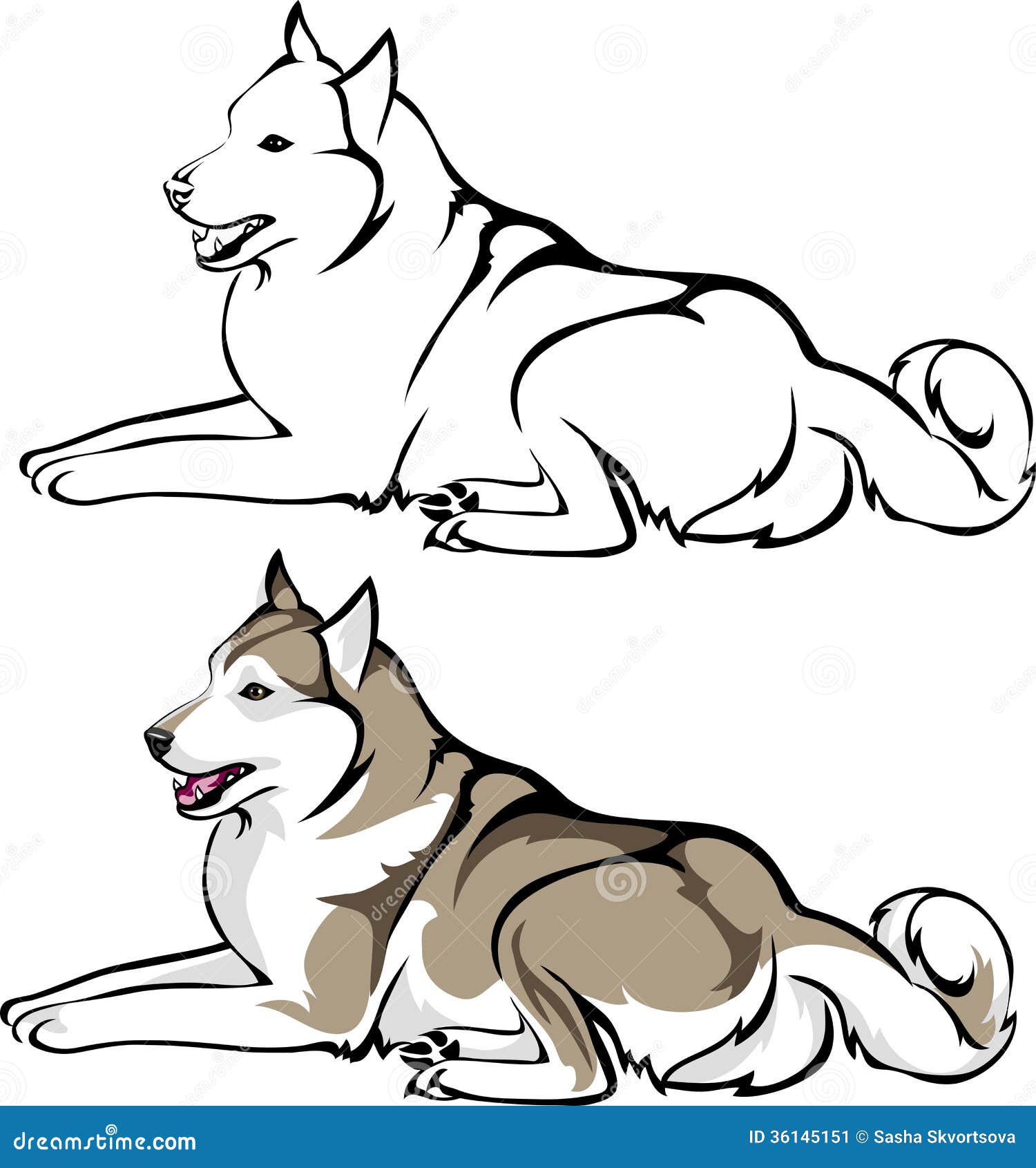 Husky lying stock vector. Illustration of husky, calm - 36145151