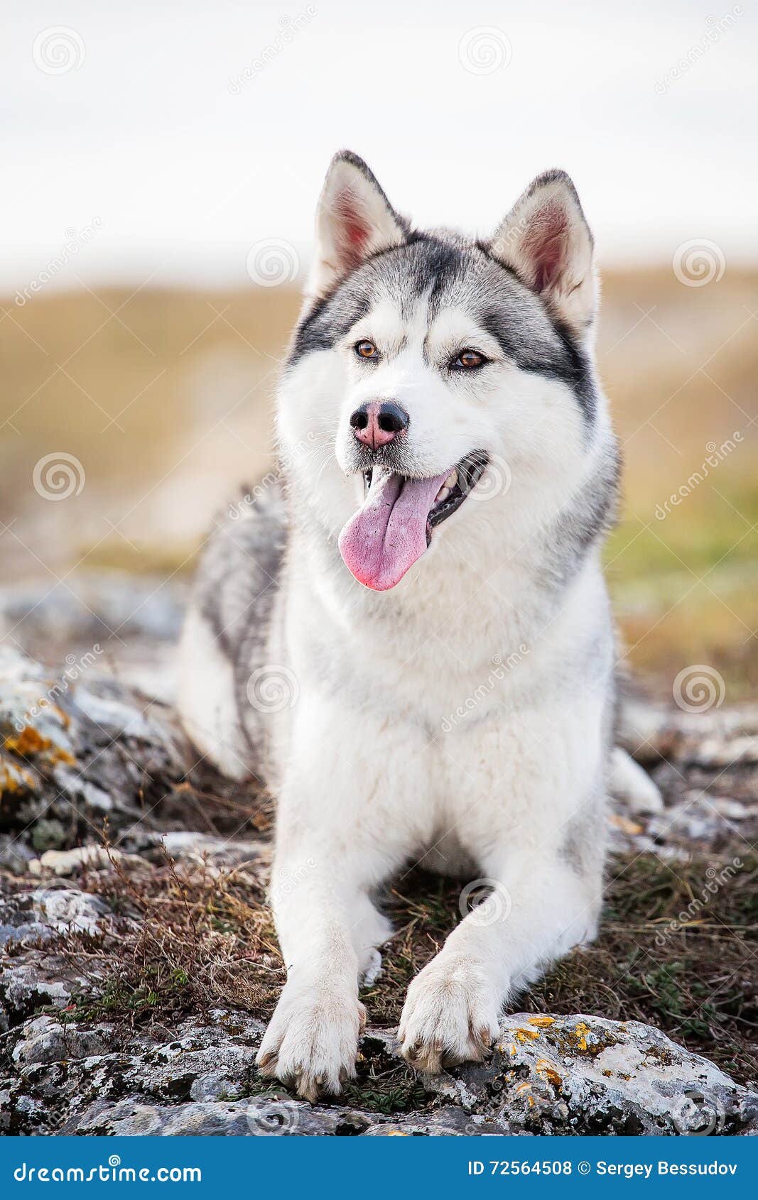 Husky in the mountains stock photo. Image of breed, courage - 72564508