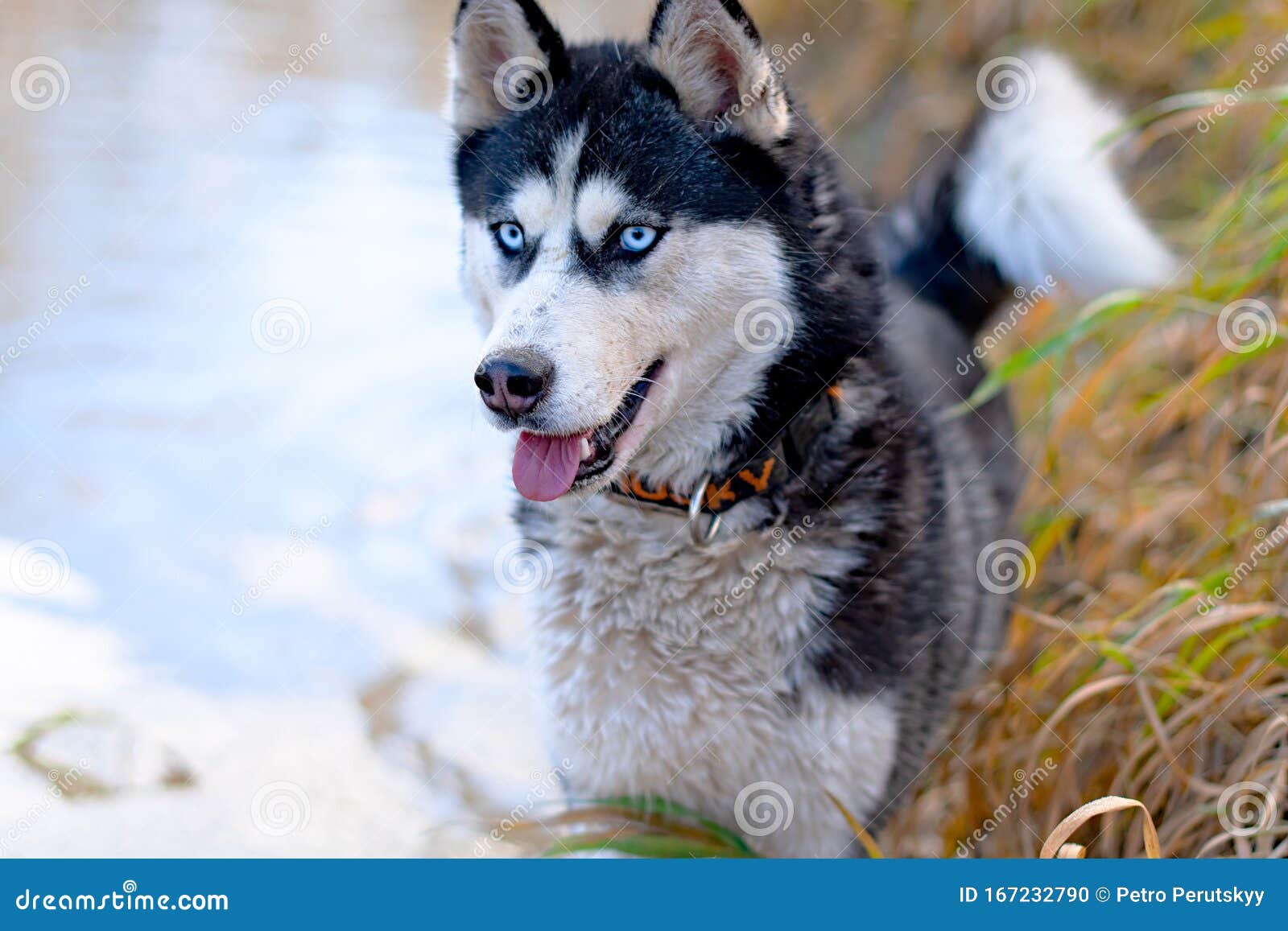 Husky no lago foto de stock. Imagem de verde, siberiano - 167232790
