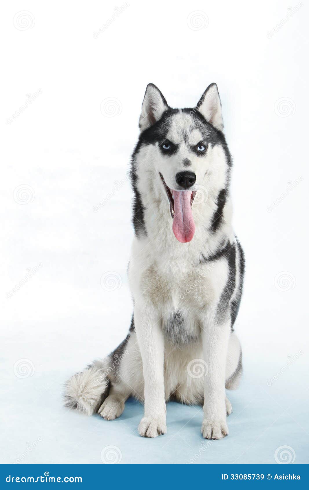 Husky stock image. Image of champion, whiskers, watch - 33085739