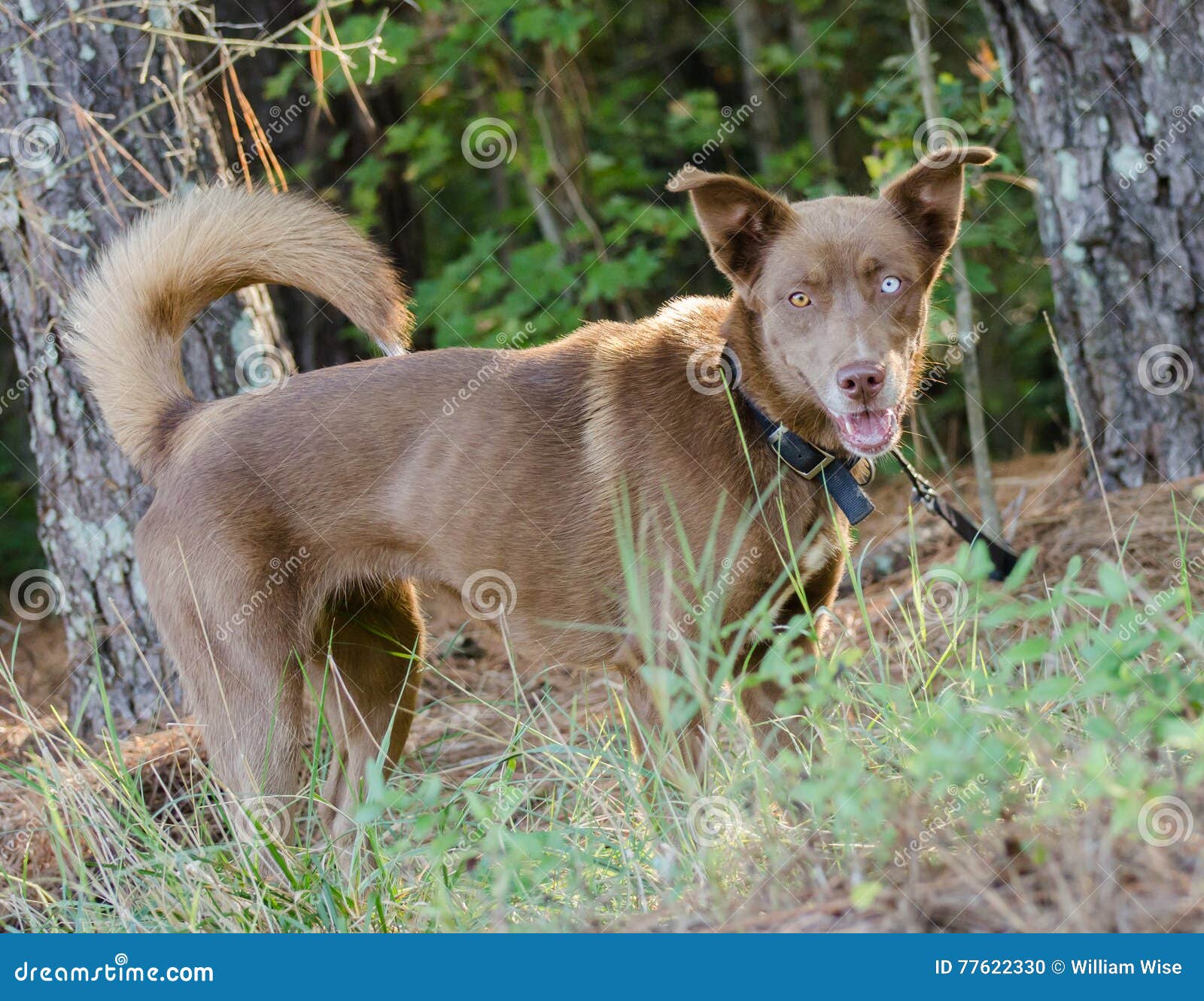 Husky One Blue Eye foto de stock. Imagem de rouco, retrato - 77622330