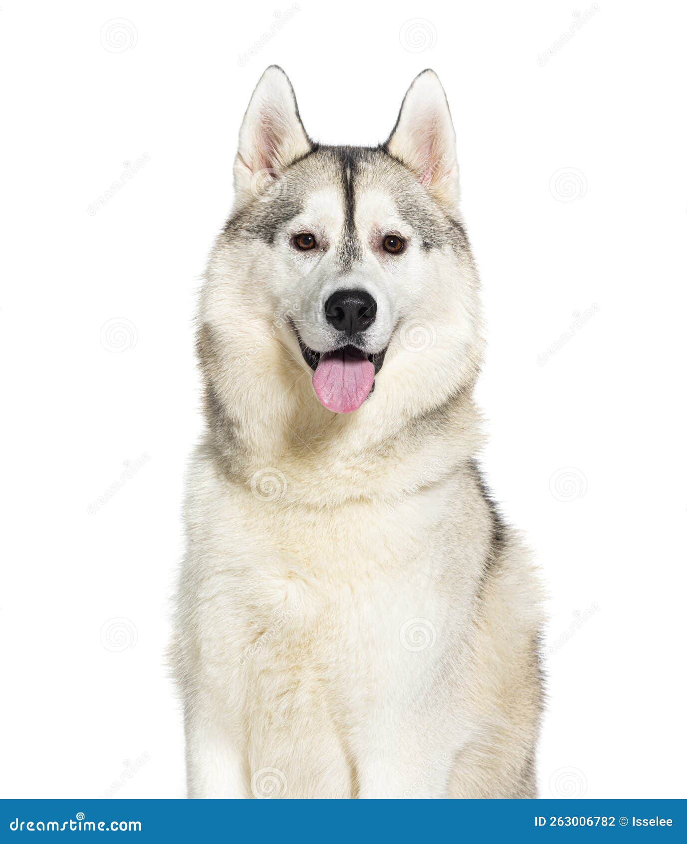 Husky Panting Panting Mouth Open Looking at the Camera, Isolated on ...