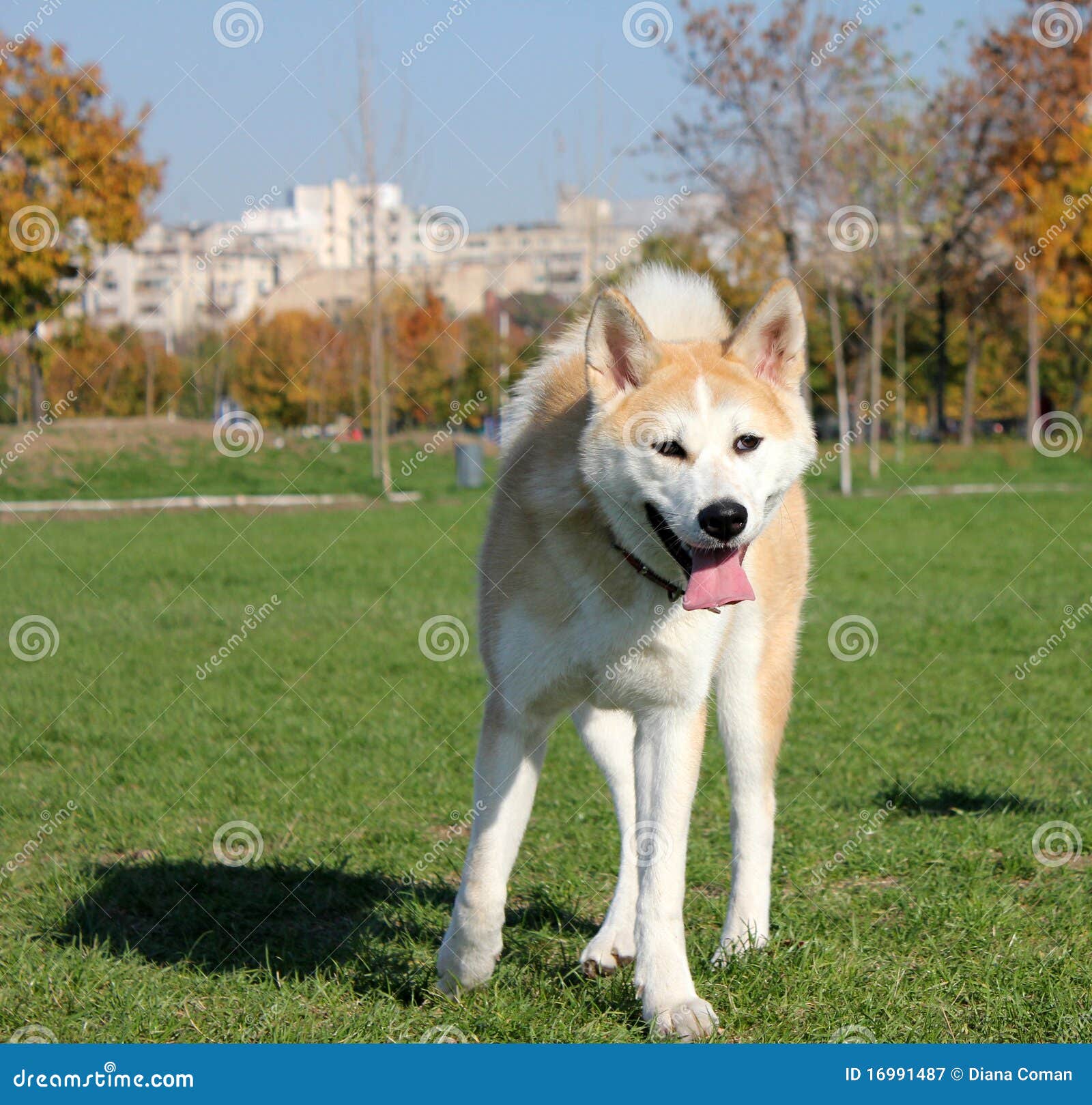 Husky in the park stock image. Image of front, husky - 16991487