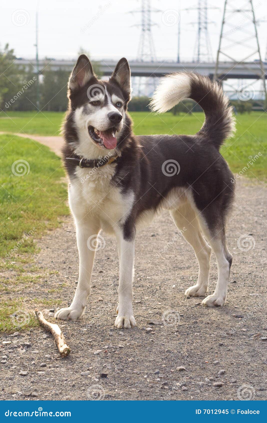 Husky in the park stock image. Image of hair, tree, sled - 7012945