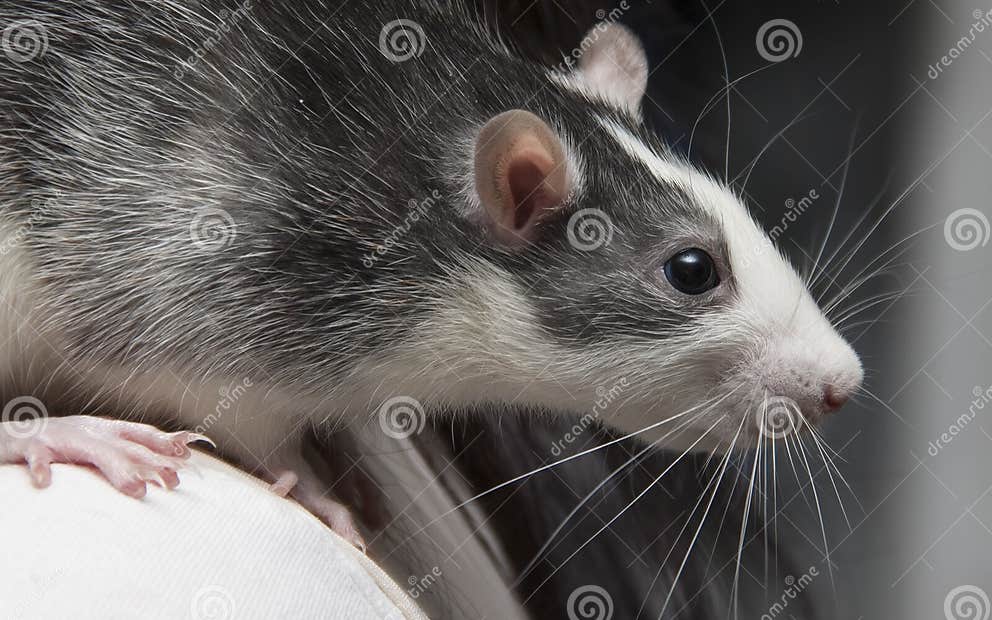 Husky Pet Rat Closeup stock image. Image of details - 152106097