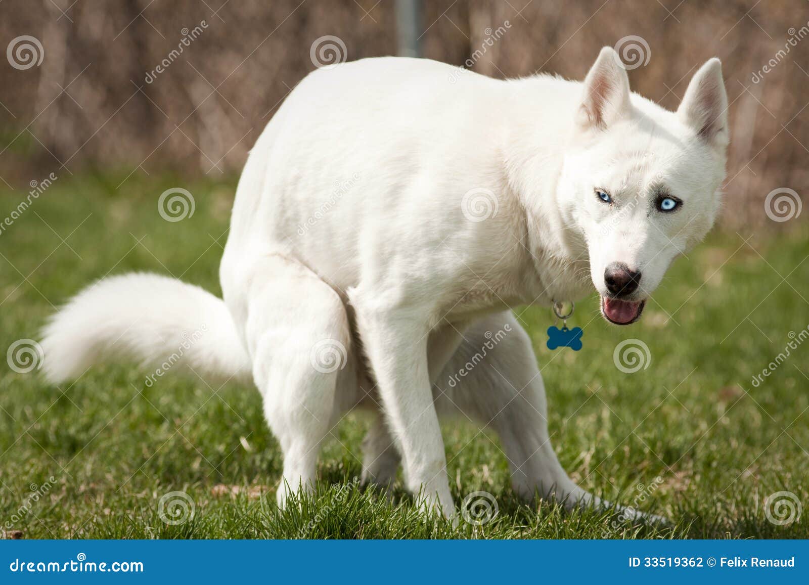 Dog Pooping Stock Photography | CartoonDealer.com #198867092