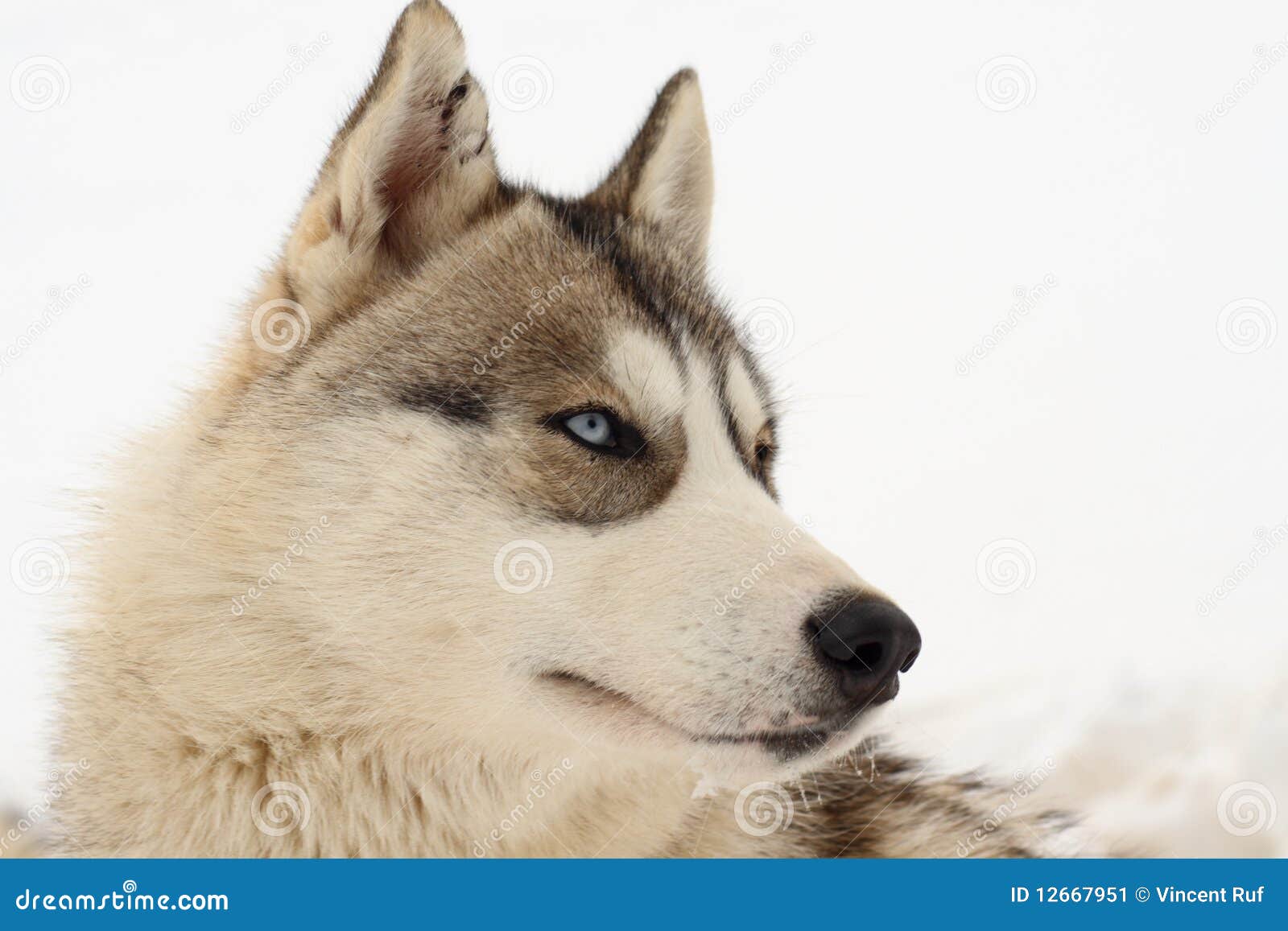 Husky portrait stock image. Image of nordic, travel, adventure - 12667951