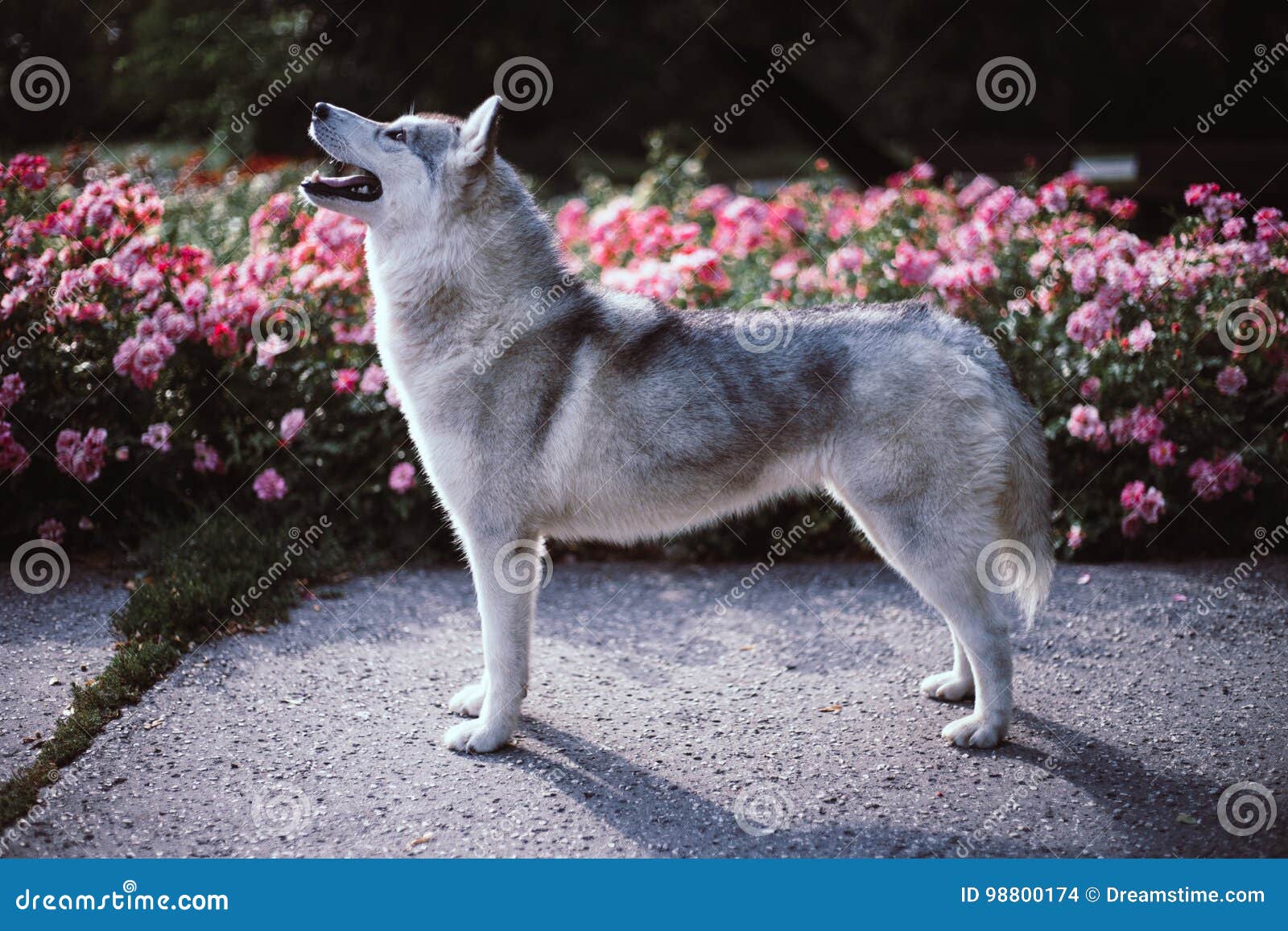 Husky posture stock photo. Image of posture, white, wolf - 98800174